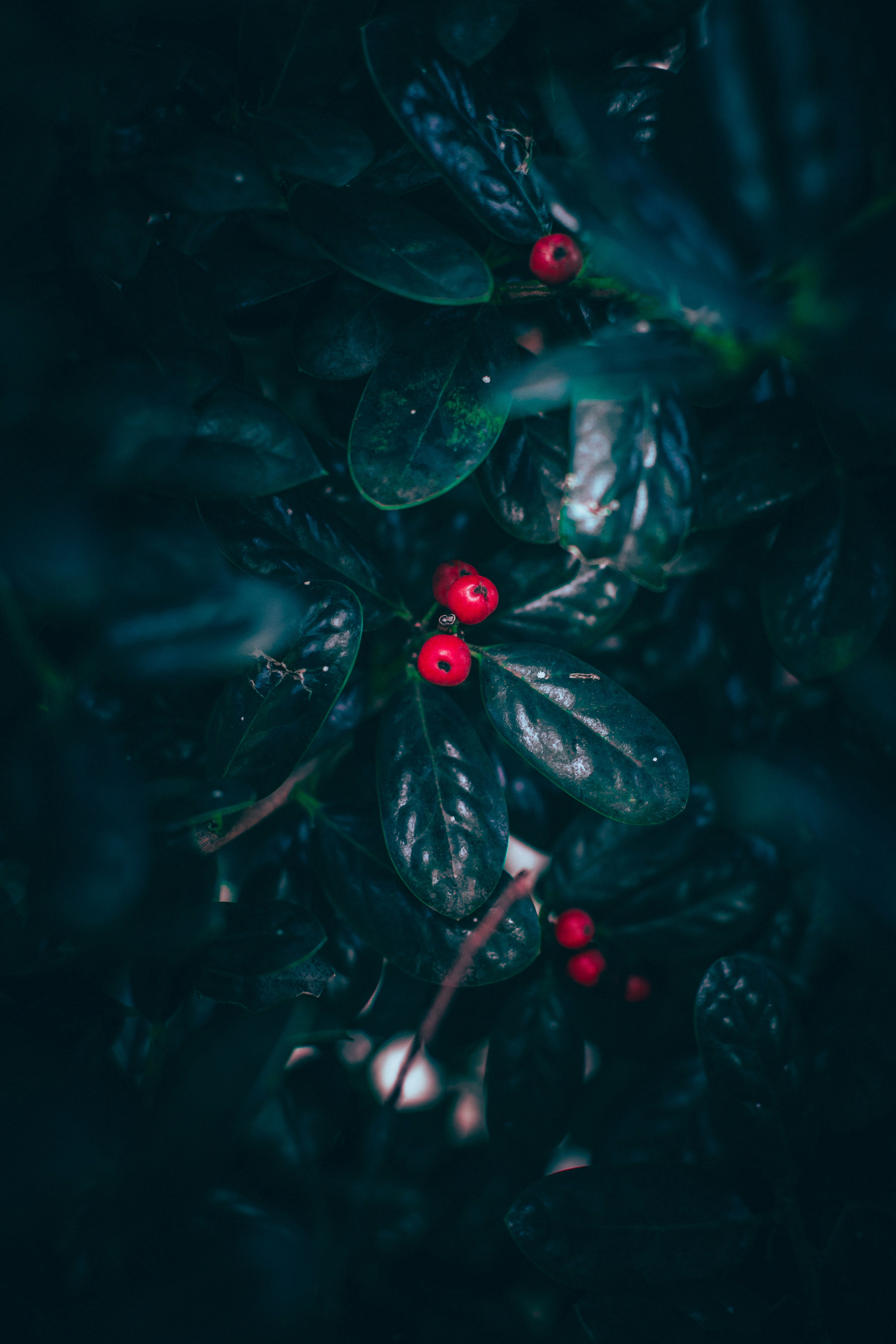Scarlet Beads in Moonlit Foliage