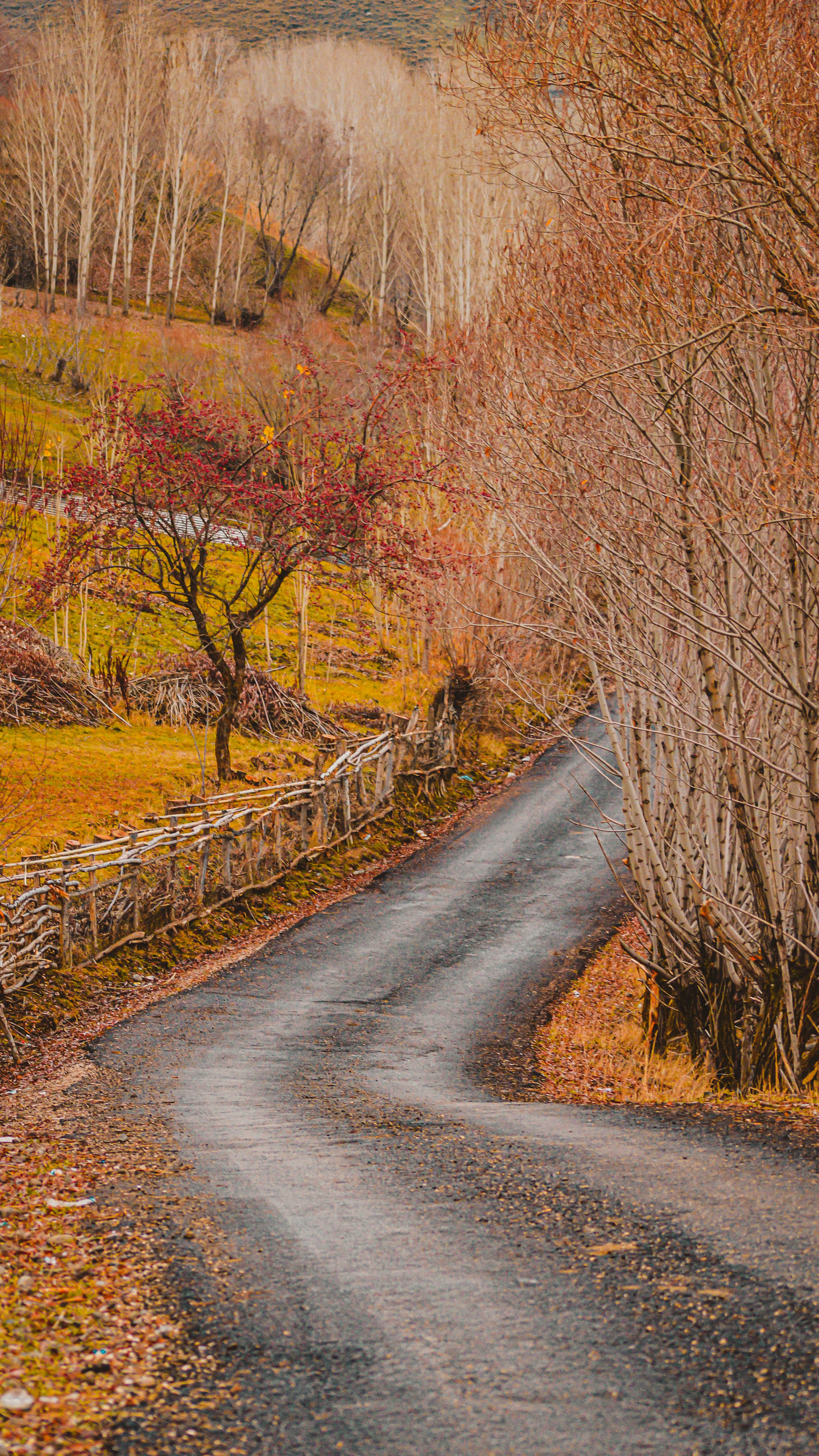 Winding Country Lane Through Autumn-Tinted Hills