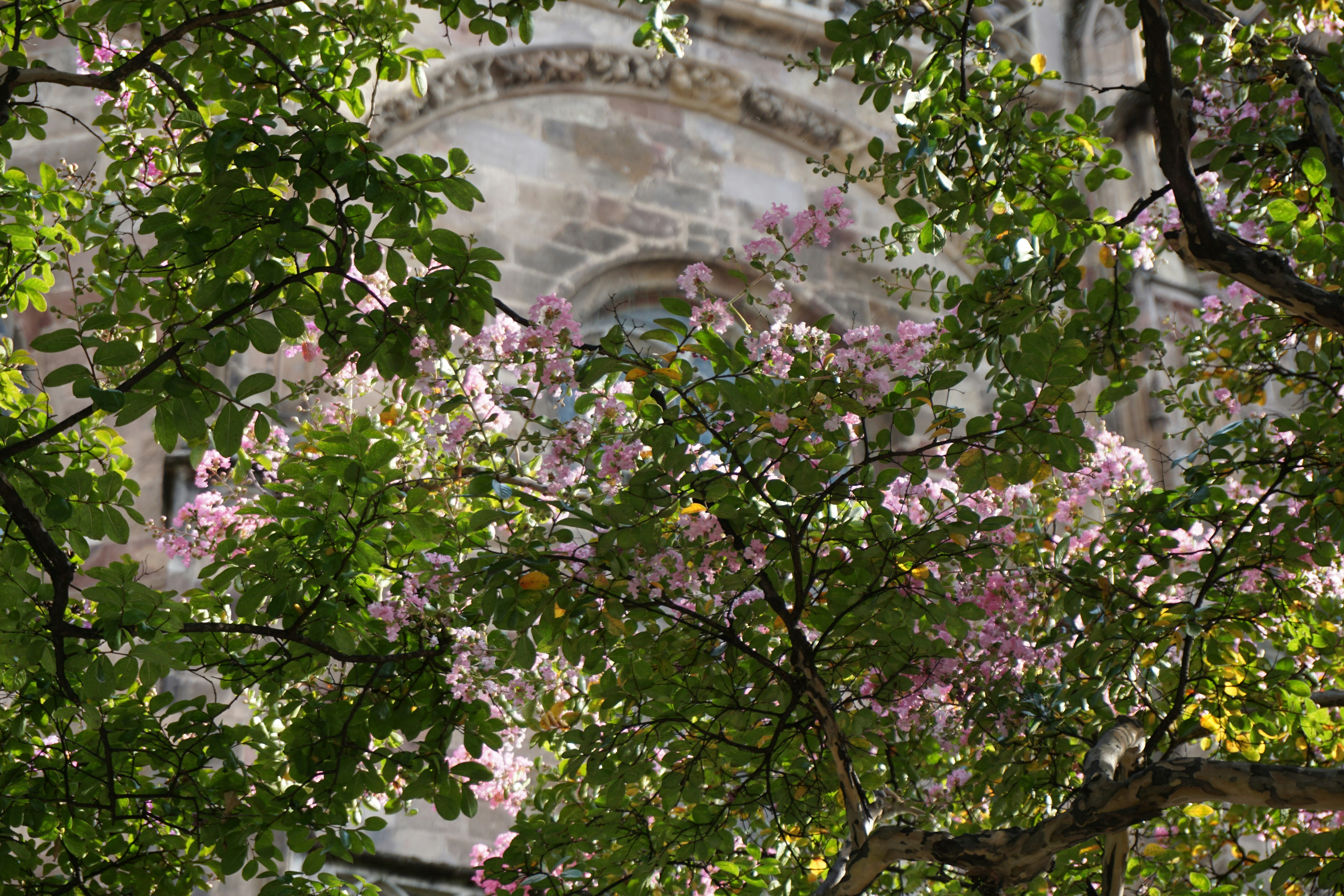 Delicate pink blossoms peek through lush green foliage, framing a historic building in the background. The scene captures the essence of spring's renewal.