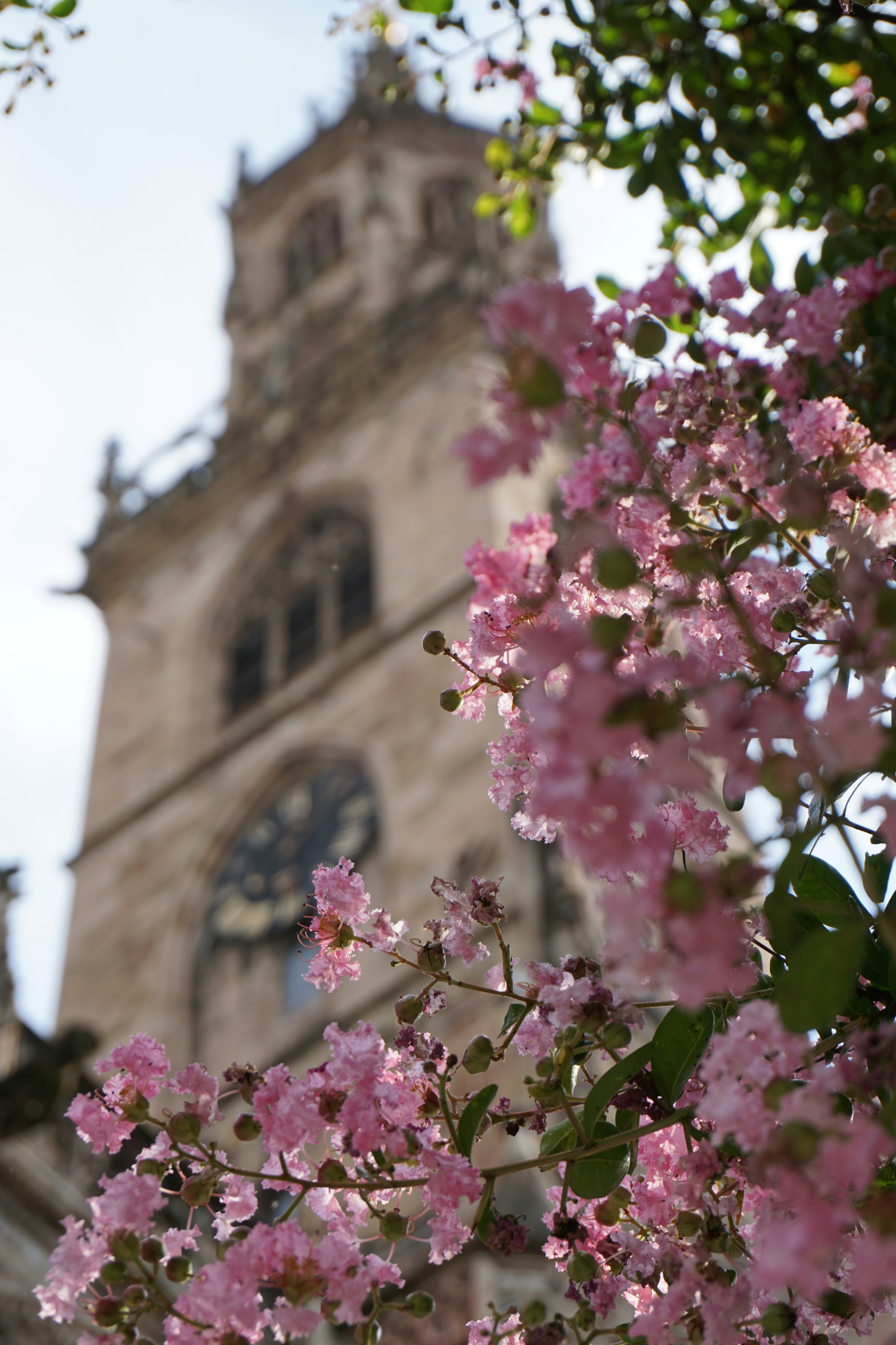 Delicate pink blossoms foreground a historic clocktower, showcasing architectural details against a soft sky. 