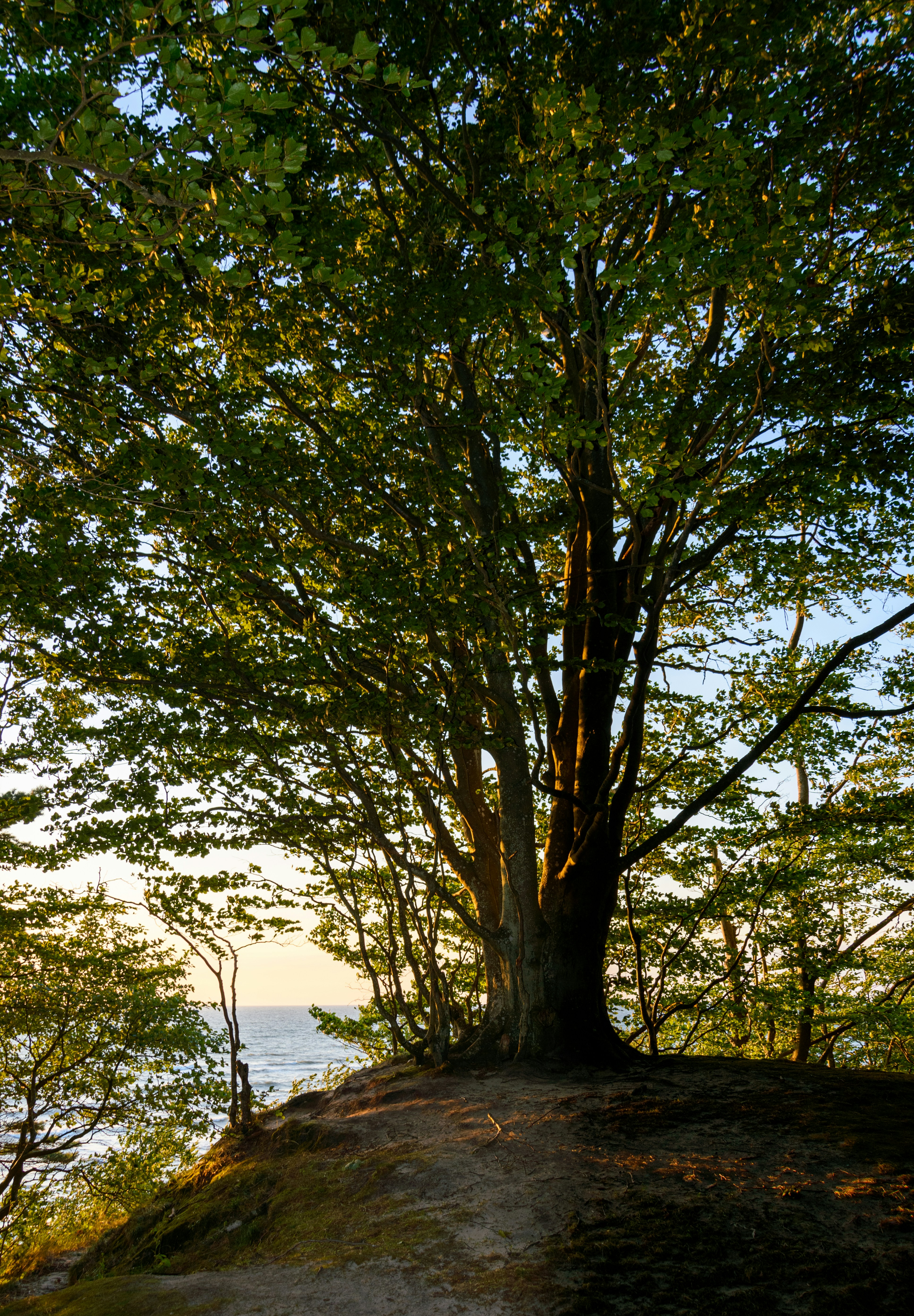 Seaside sunset behind the trees