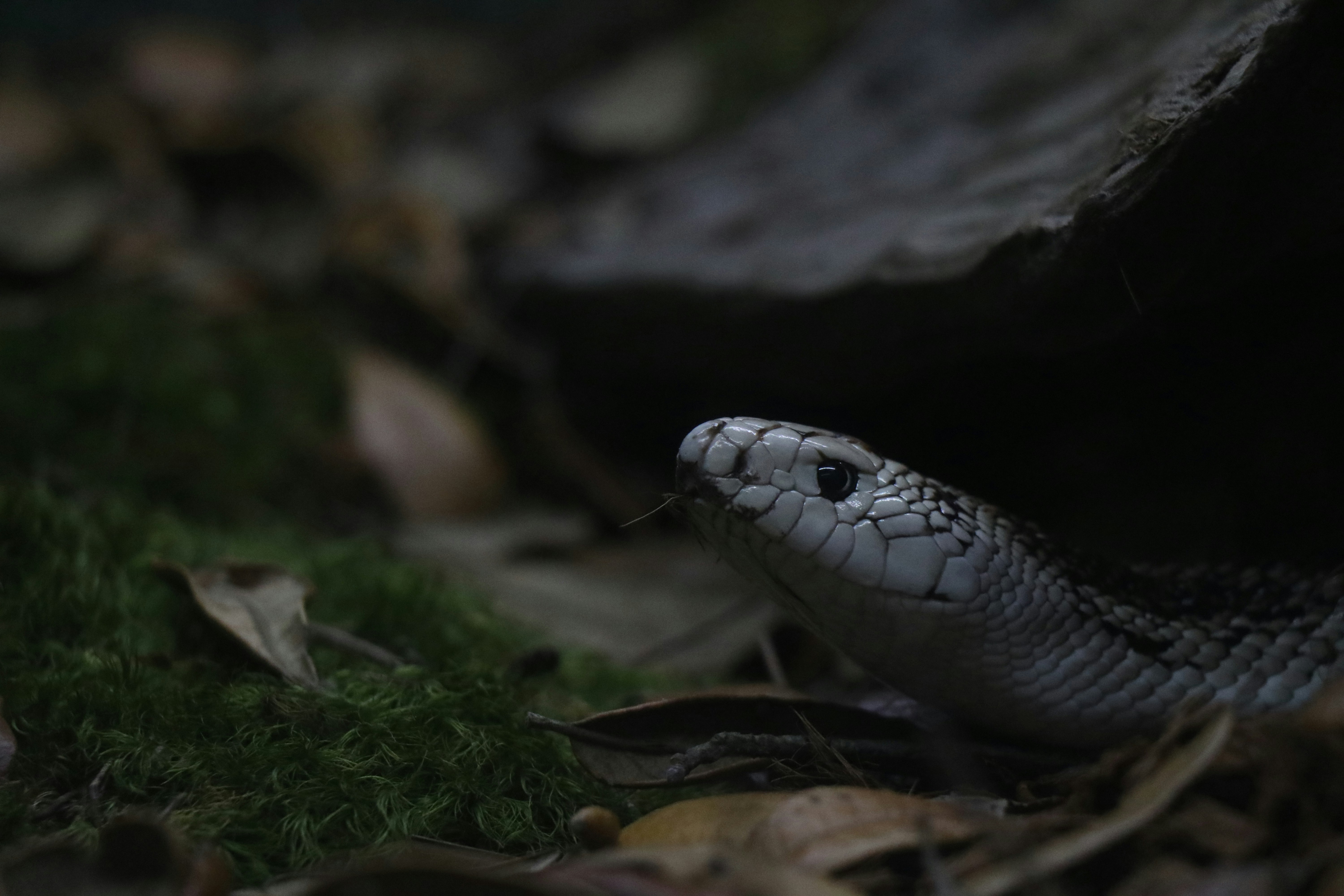 A close-up of a snake peering from beneath a log, surrounded by earthy tones and foliage. The subtle interplay of light and shadow enhances its mysterious presence.