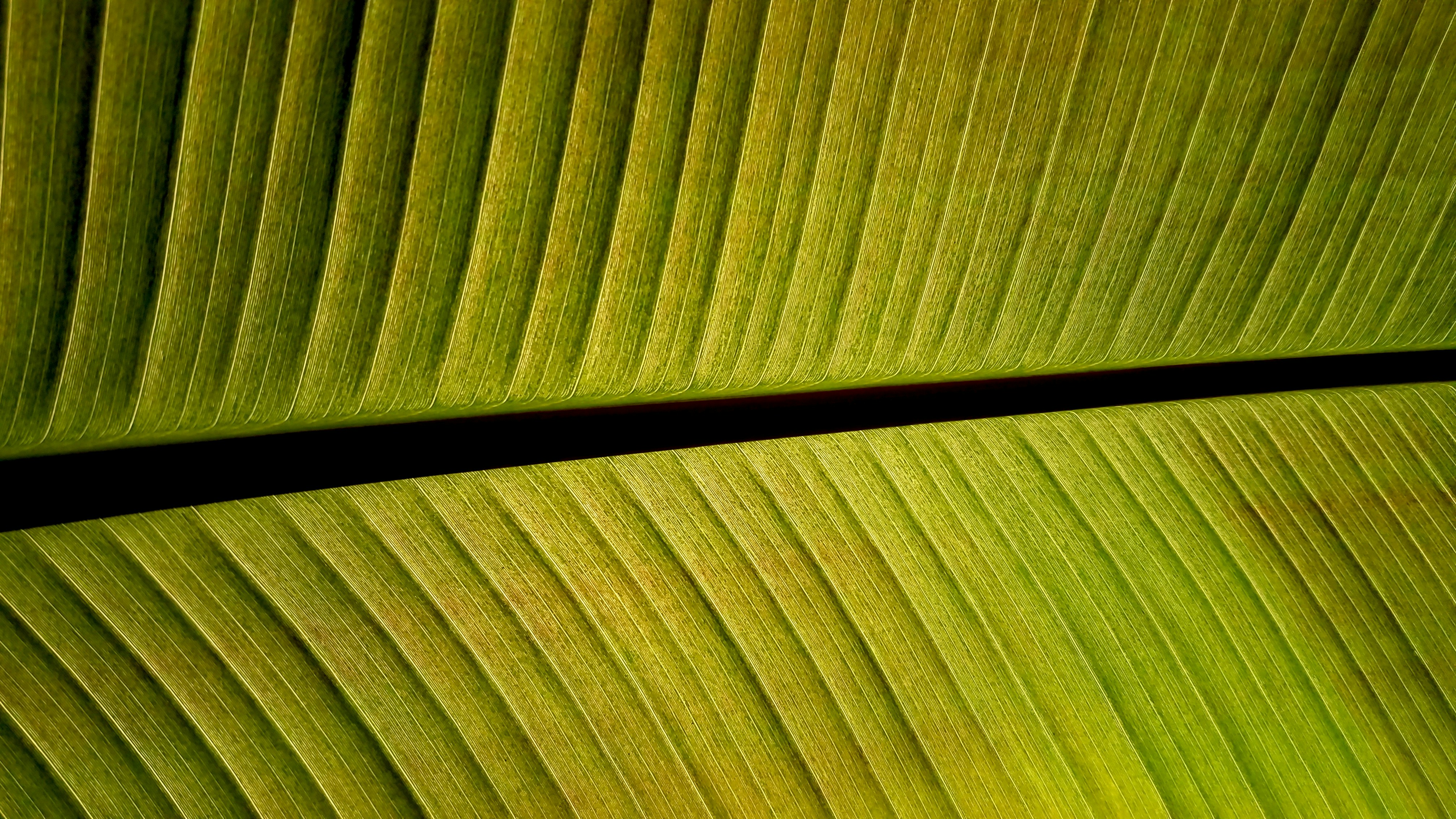 Parallel Vein Tapestry: A Macro Study of Leaf Texture