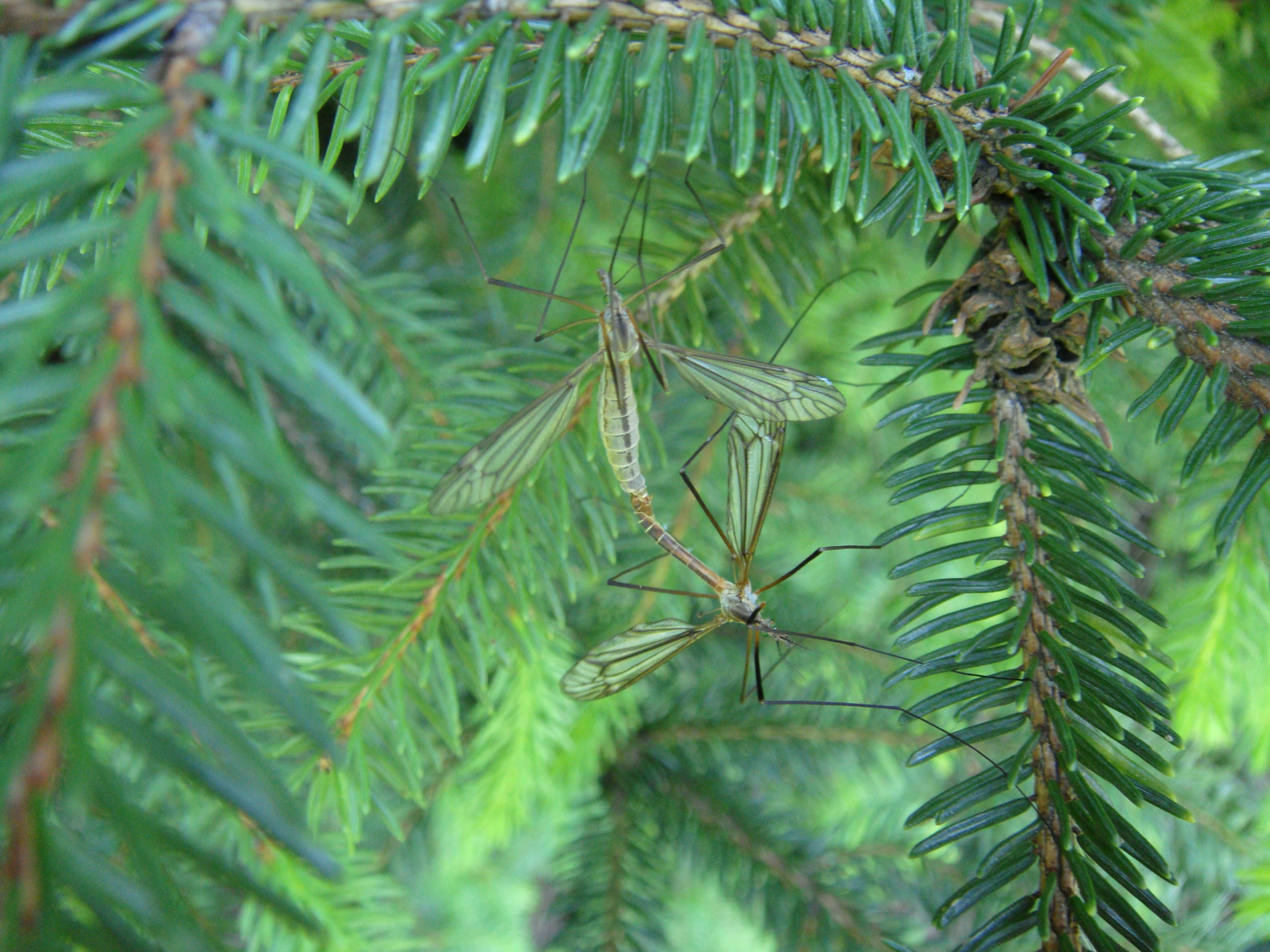 Craneflies, May 2009.

Location in Munich: Garden of the Bavarian State Collection of Zoology (https://www.zsm.mwn.de/?lang=en).