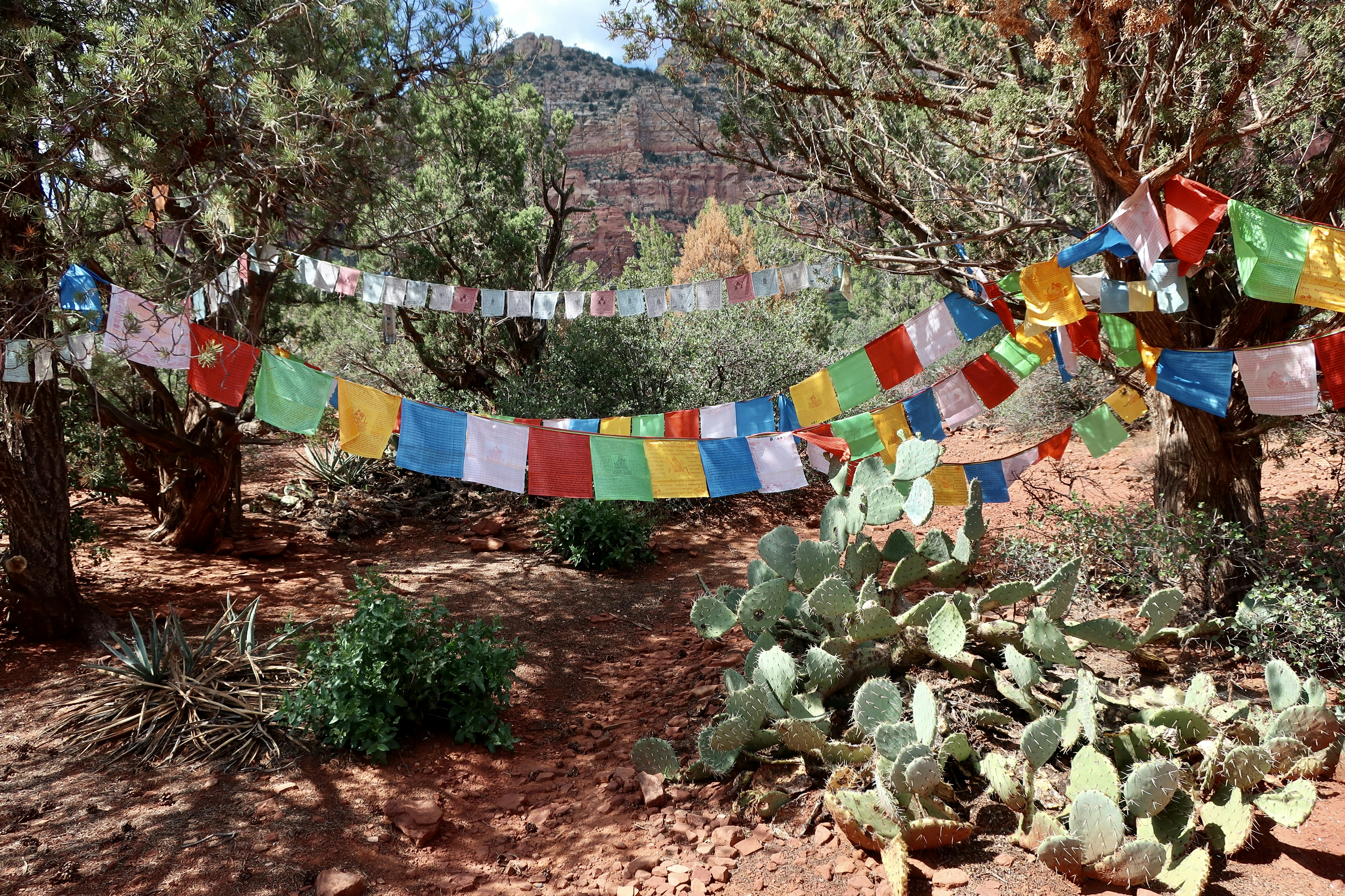 A bunch of colorful flags hanging from a tree photo – Free Nature Image ...