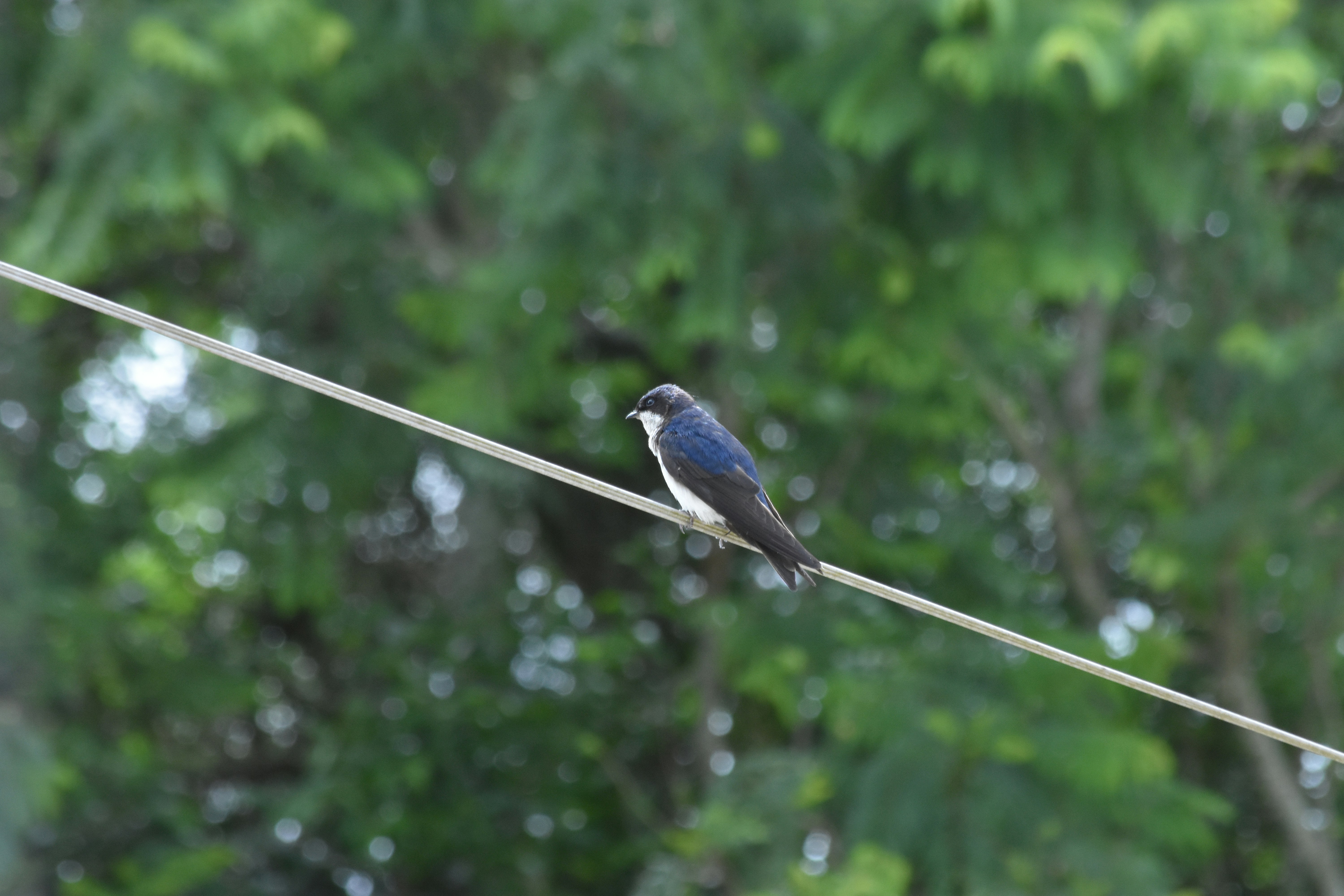 A solitary bird perched on a power line, surrounded by lush greenery, highlighting the tranquility of nature.