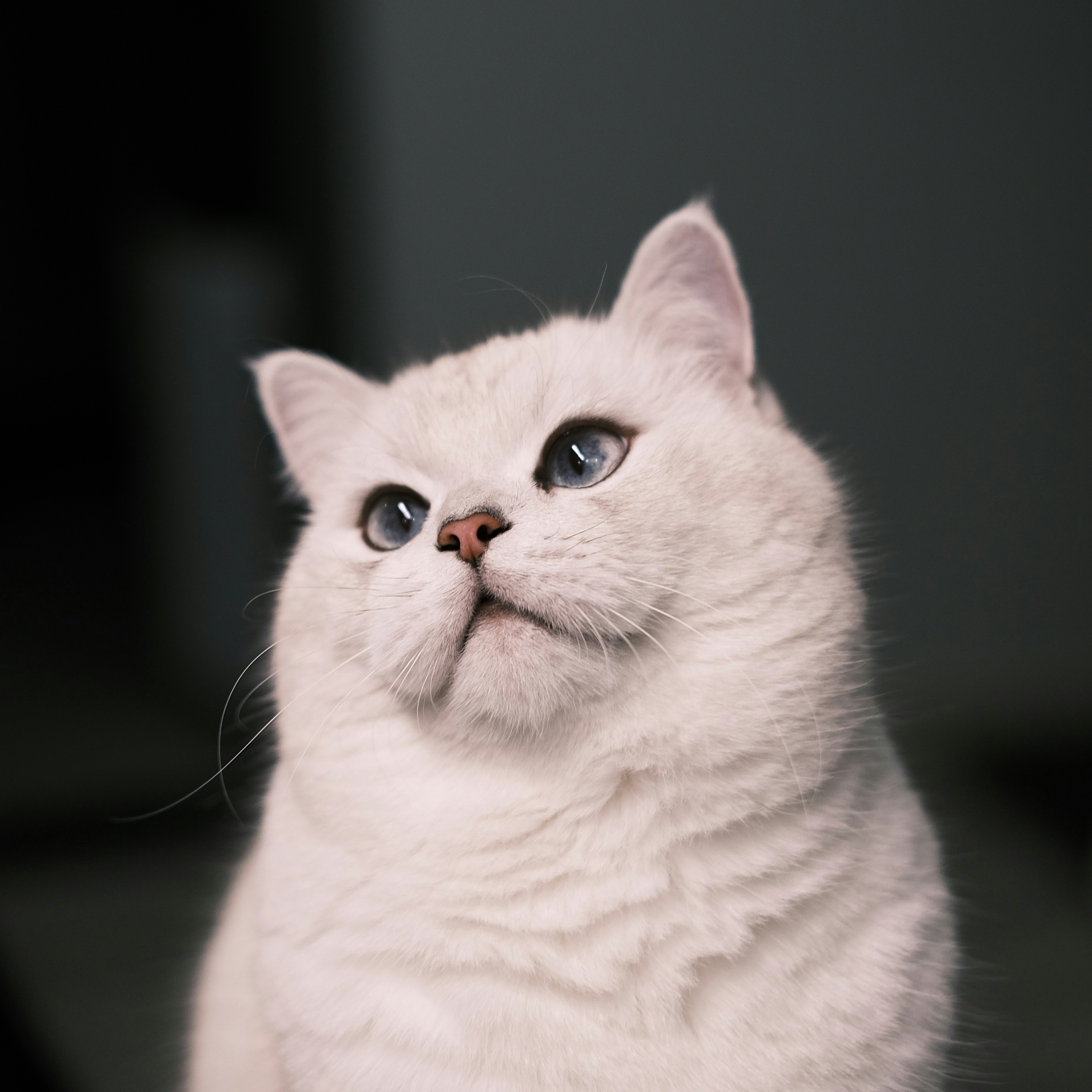 A white cat with blue eyes looking up photo – Free Cat Image on Unsplash