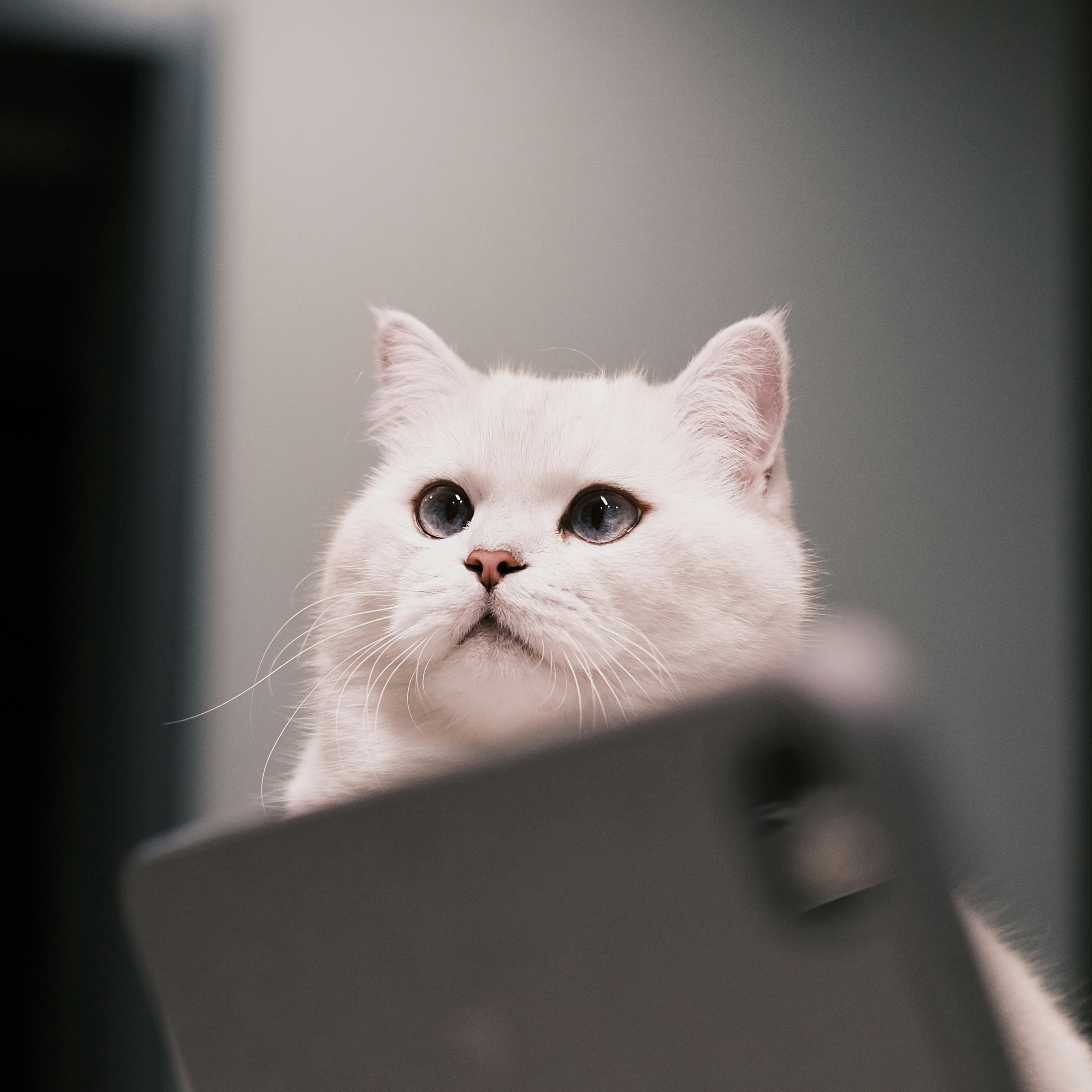 A fluffy white cat gazes curiously from behind a smartphone, showcasing its striking blue eyes and delicate features.