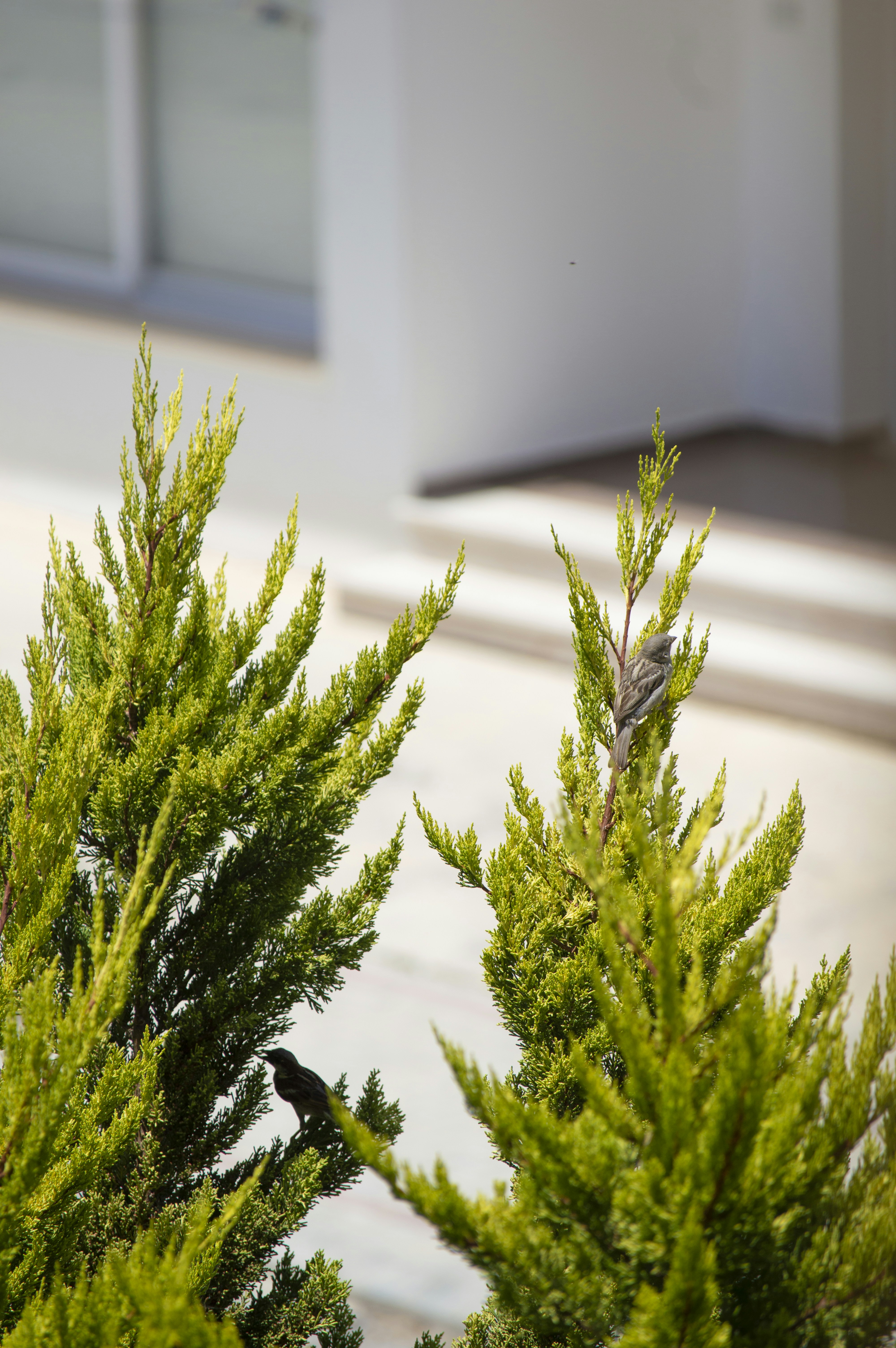 Sunlit Evergreen Portrait at the Entrance