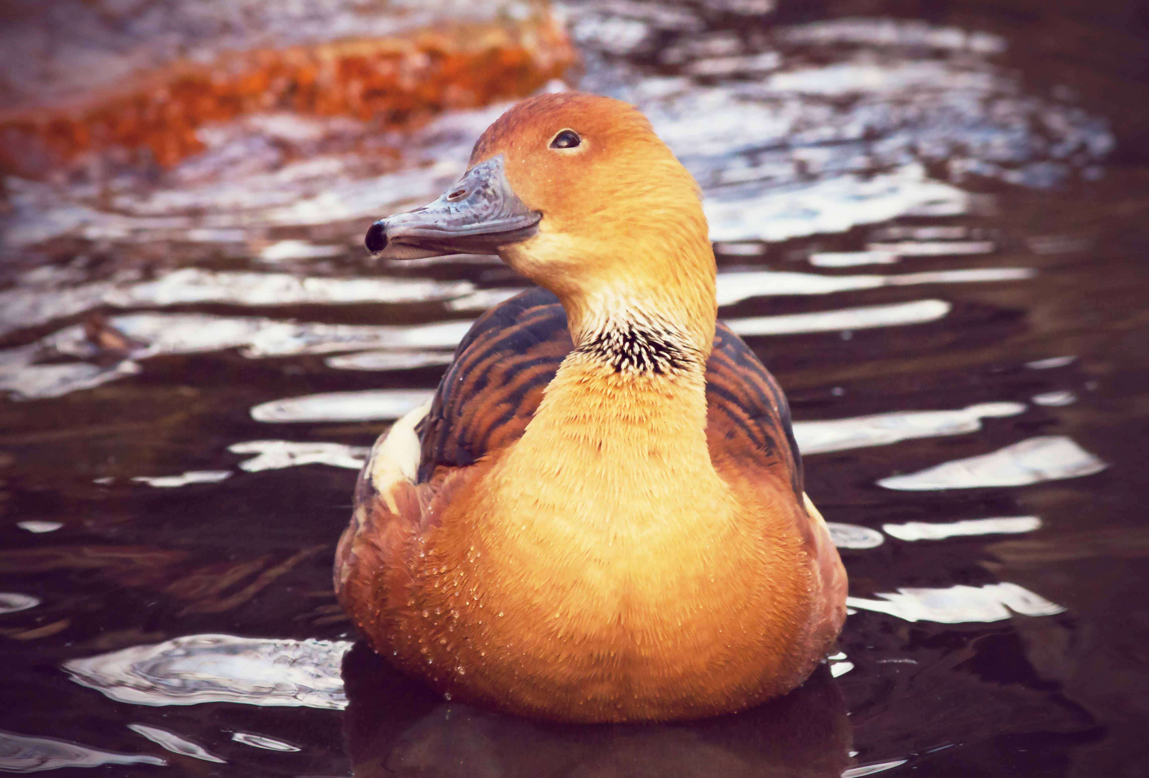 Amber Sentry on Quiet Ripples