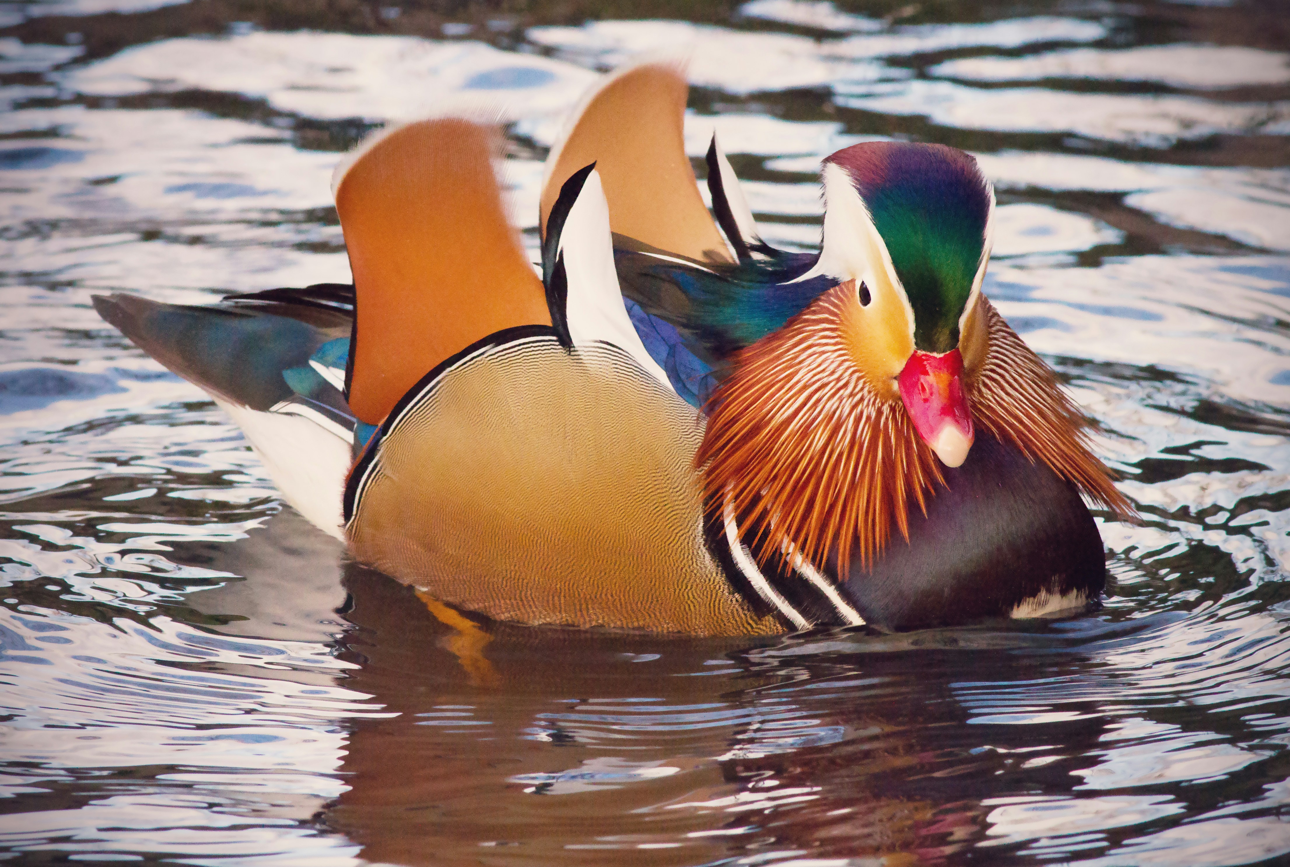 A couple of ducks floating on top of a lake photo – Free Ente Image on ...