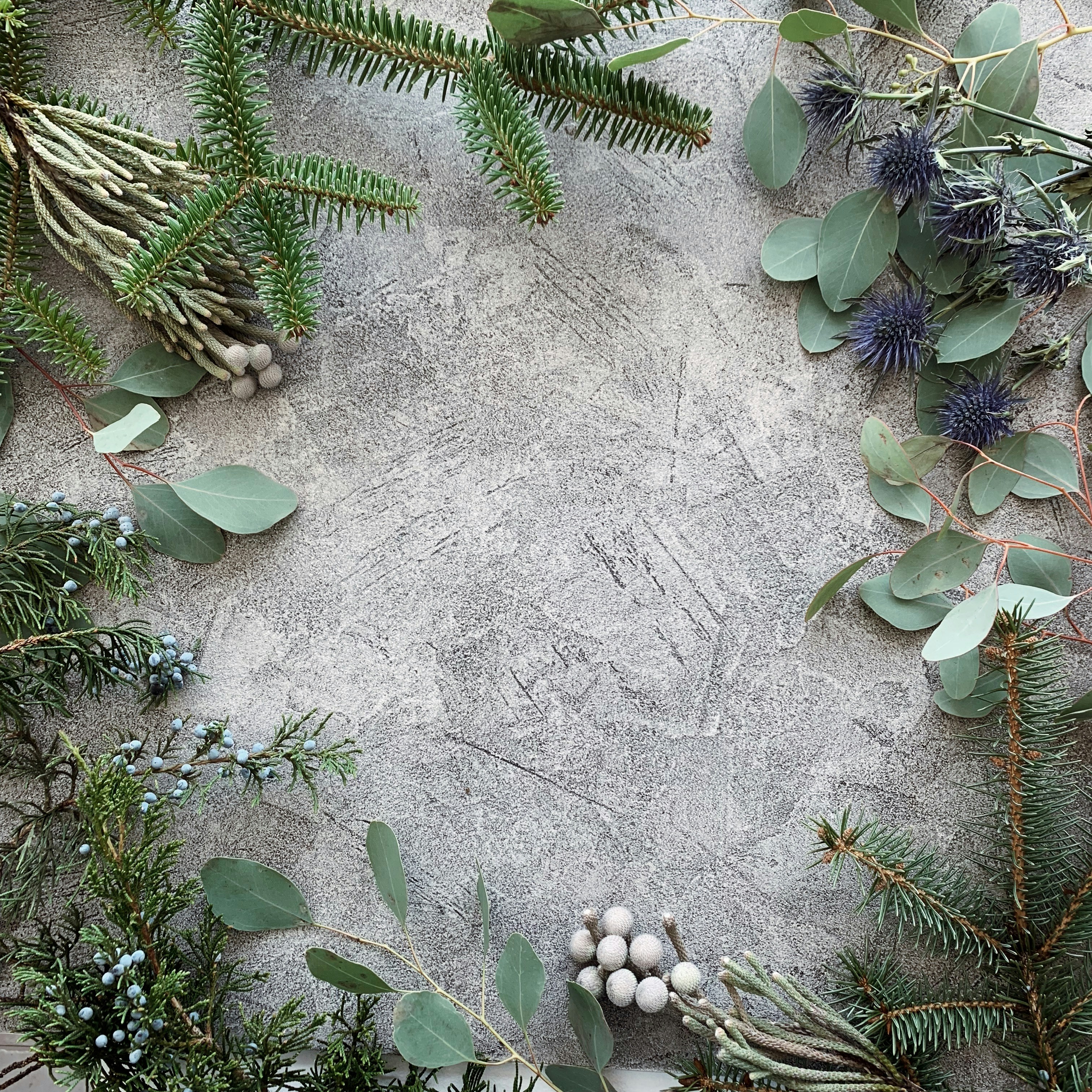 Centre Stage on Concrete: A Quiet Border of Eucalyptus and Pines