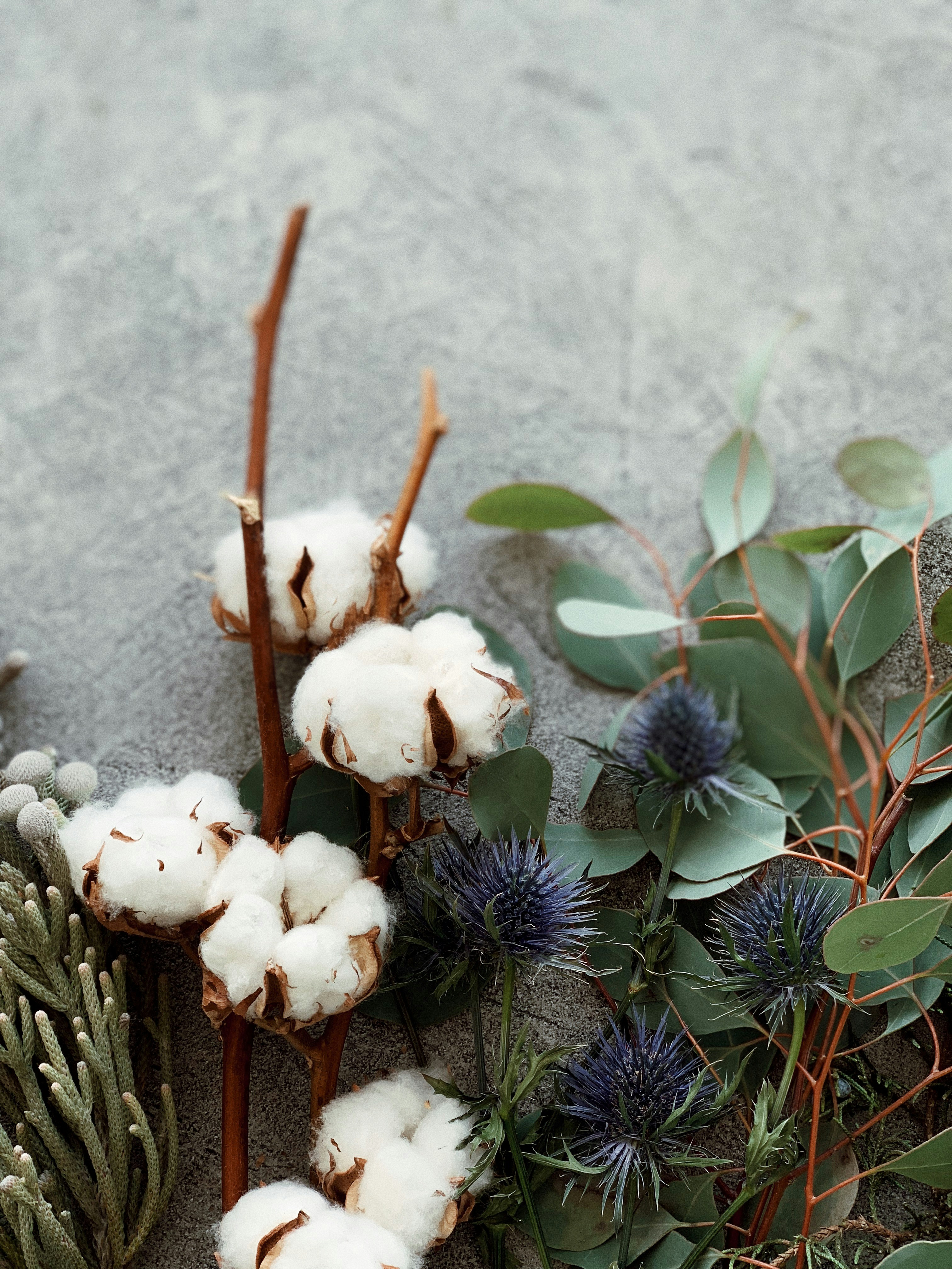 Cotton stems and thistles arranged on a textured gray surface.
