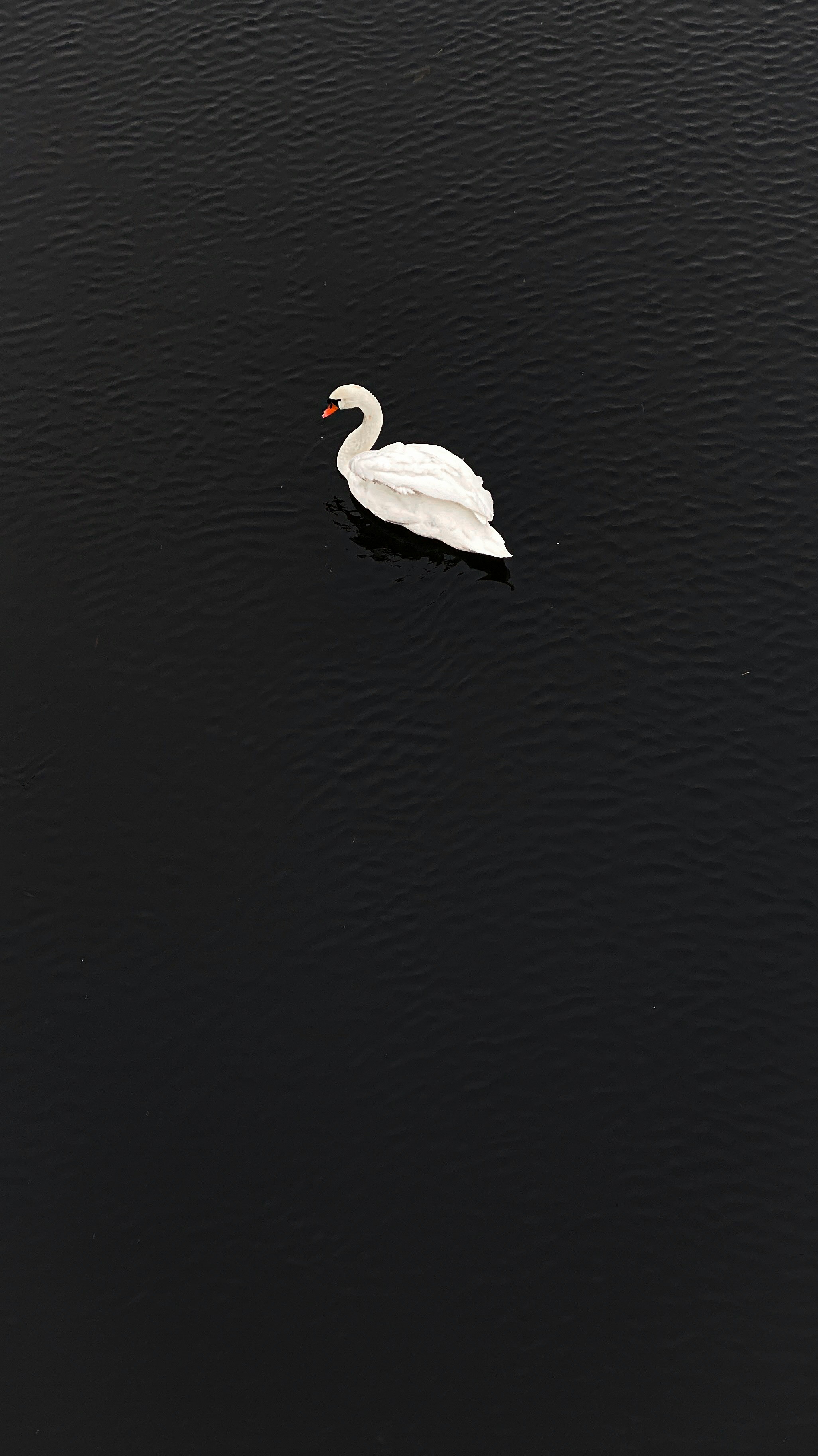 A solitary swan glides gracefully across a dark, rippling surface, highlighting its white feathers against the deep backdrop.
