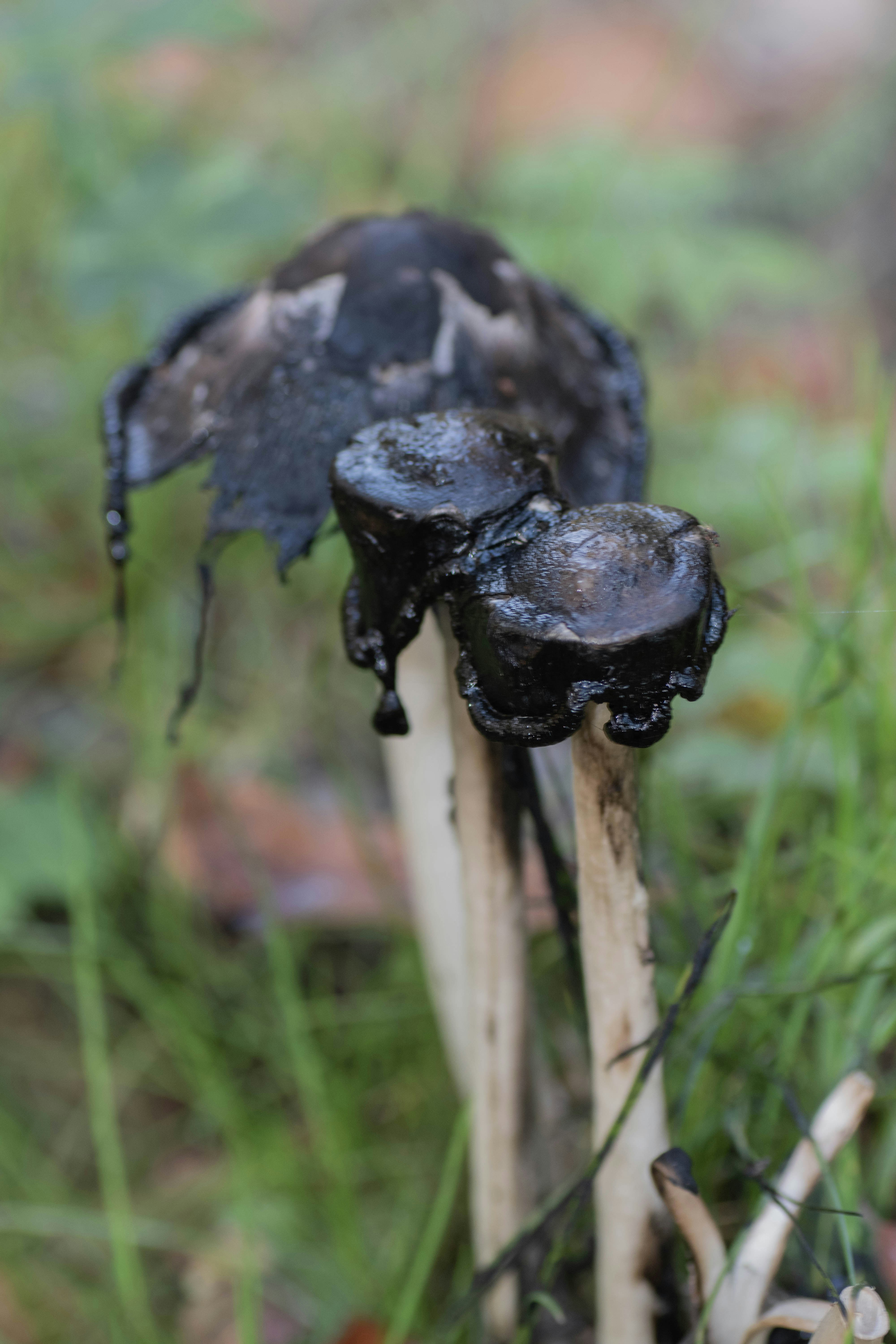 Ashen Caps in a Dewy Meadow: Close-Up of Burned Fungi