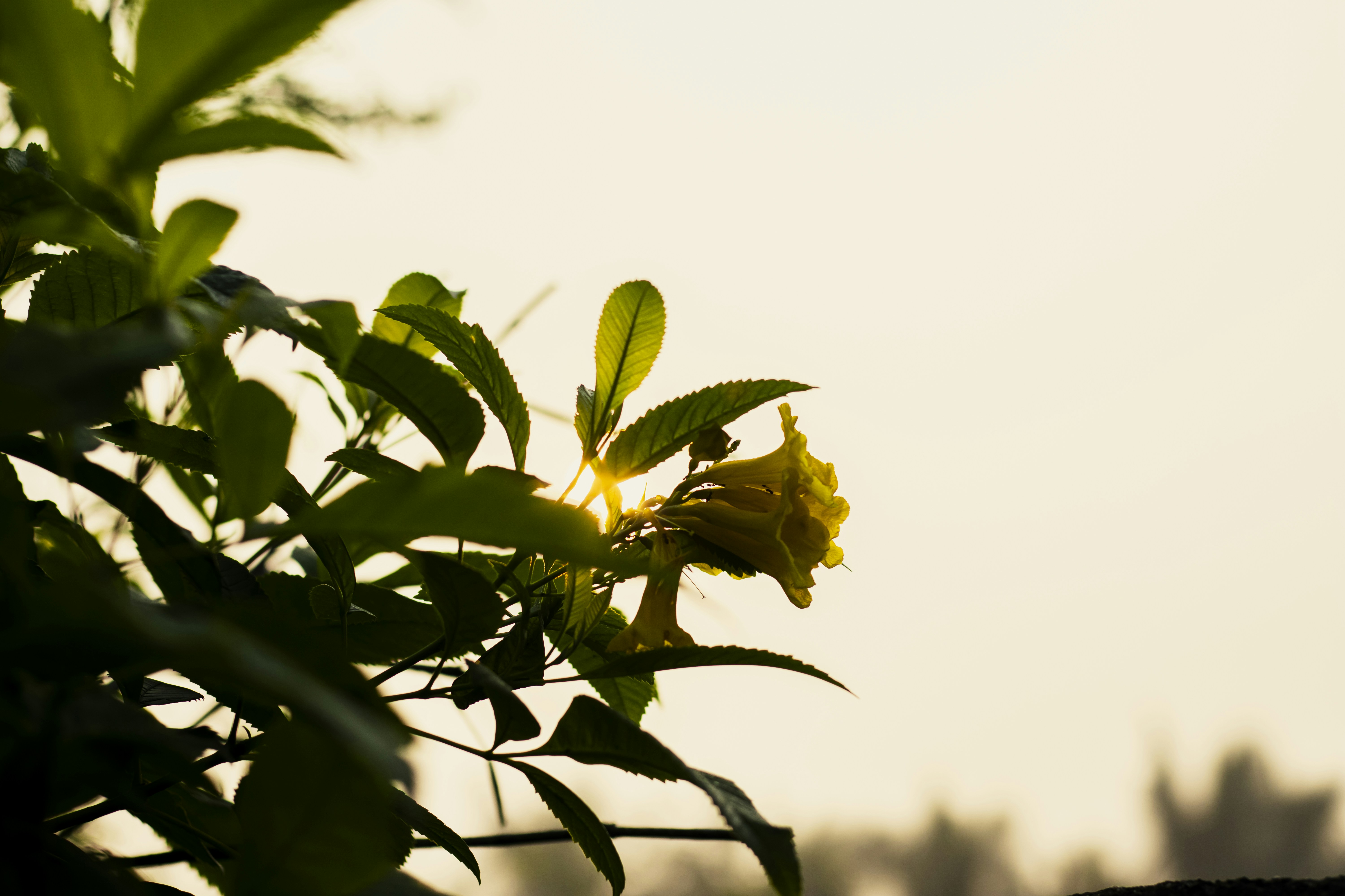 A delicate yellow flower partially obscured by lush green leaves, illuminated by soft morning light against a hazy background.