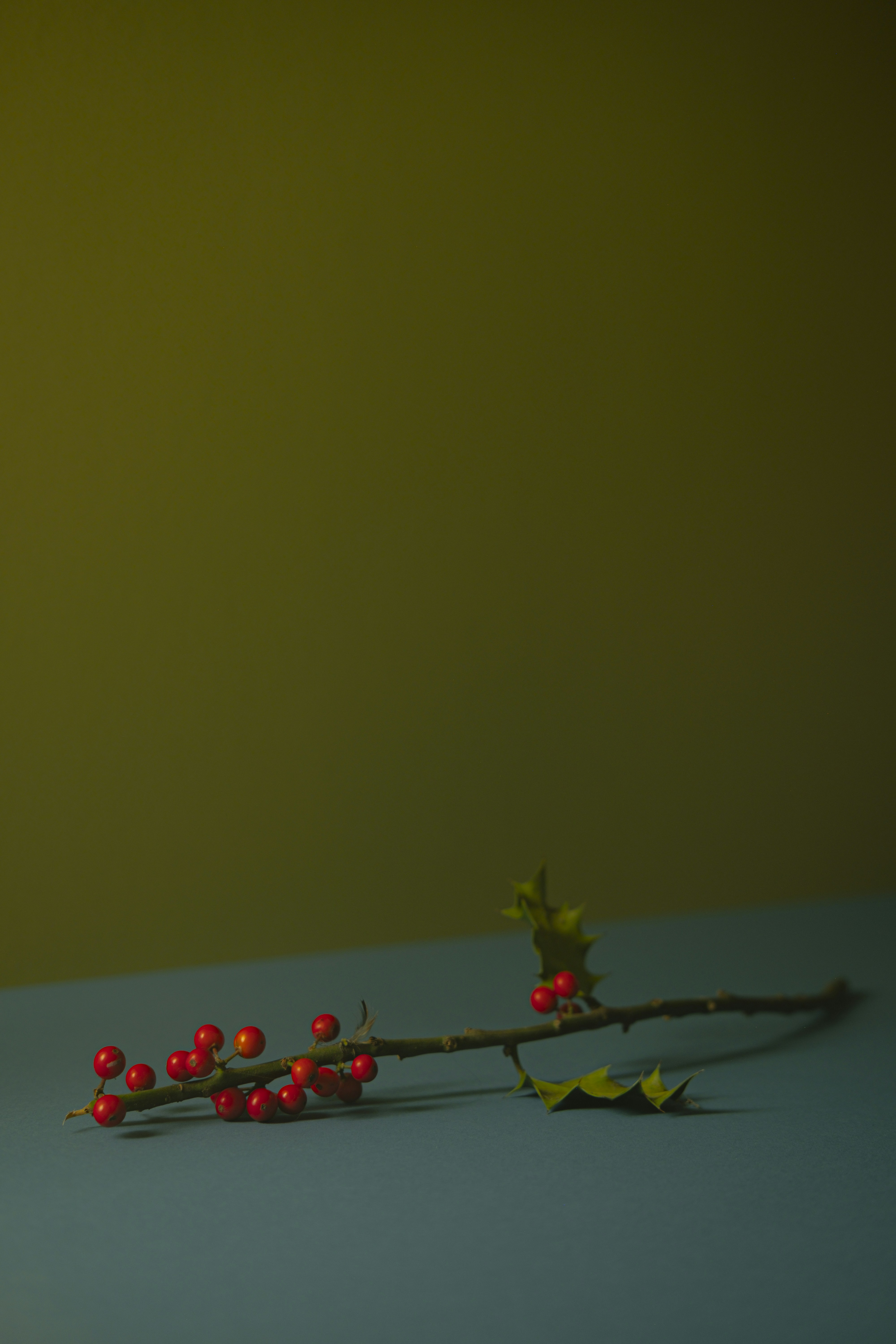 Foto zum Thema Ein Zweig mit roten Beeren darauf, der auf einem Tisch ...