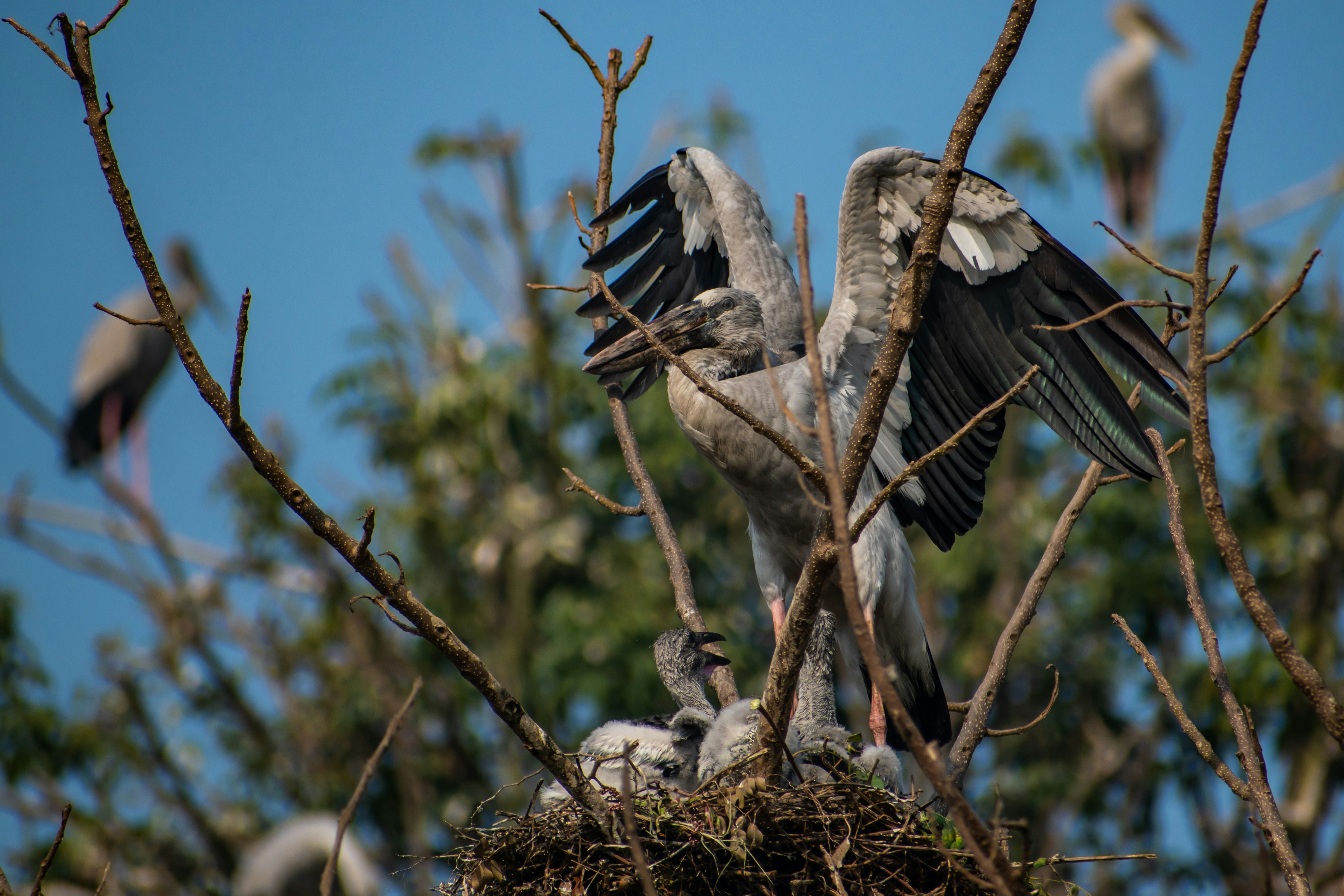 Winged Centerpiece: A Nesting Stork Spreads Its Wings Under a Clear Blue Sky