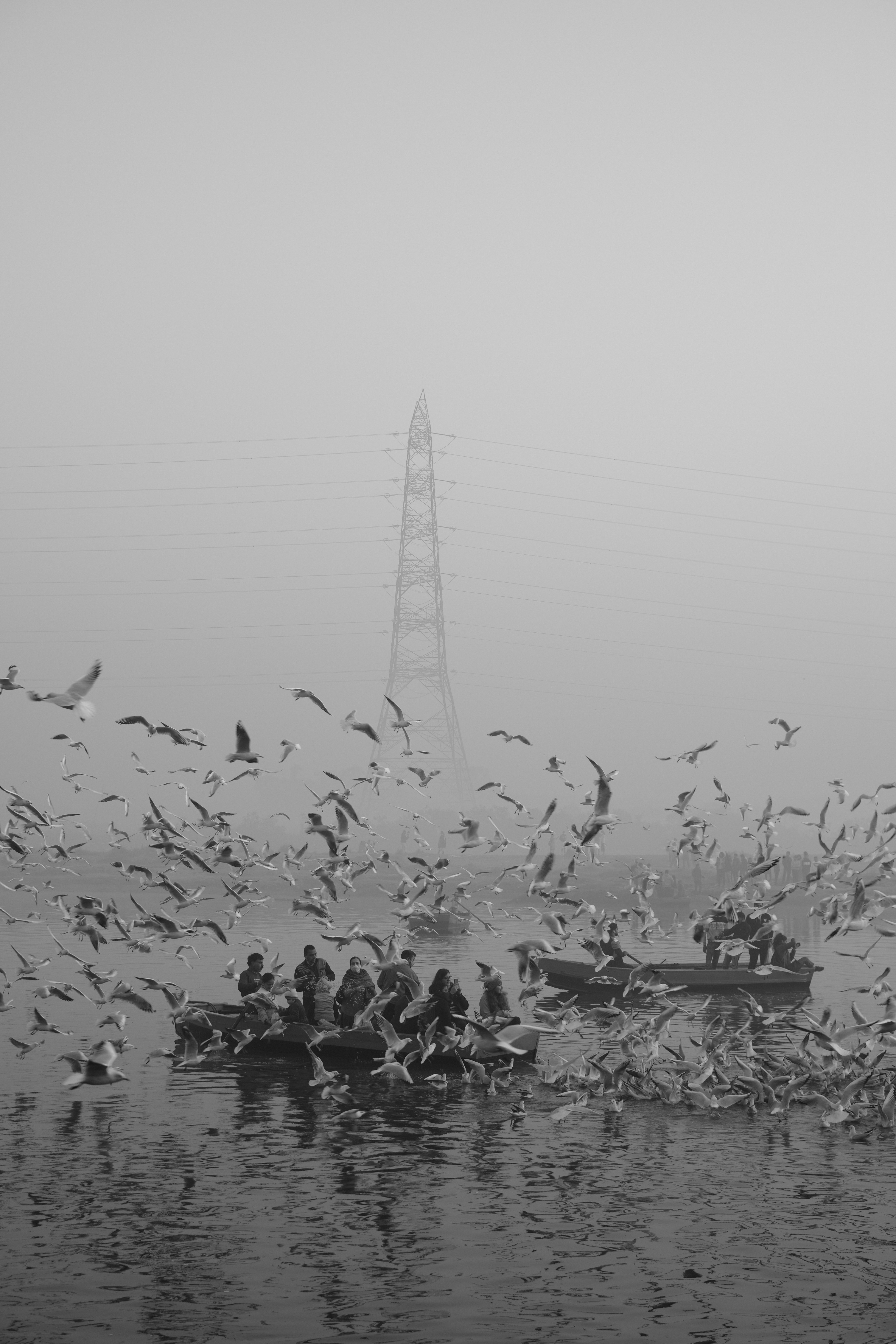 Whispers of Flight Over the River: Birds, Boats, and a Lattice of Power Lines