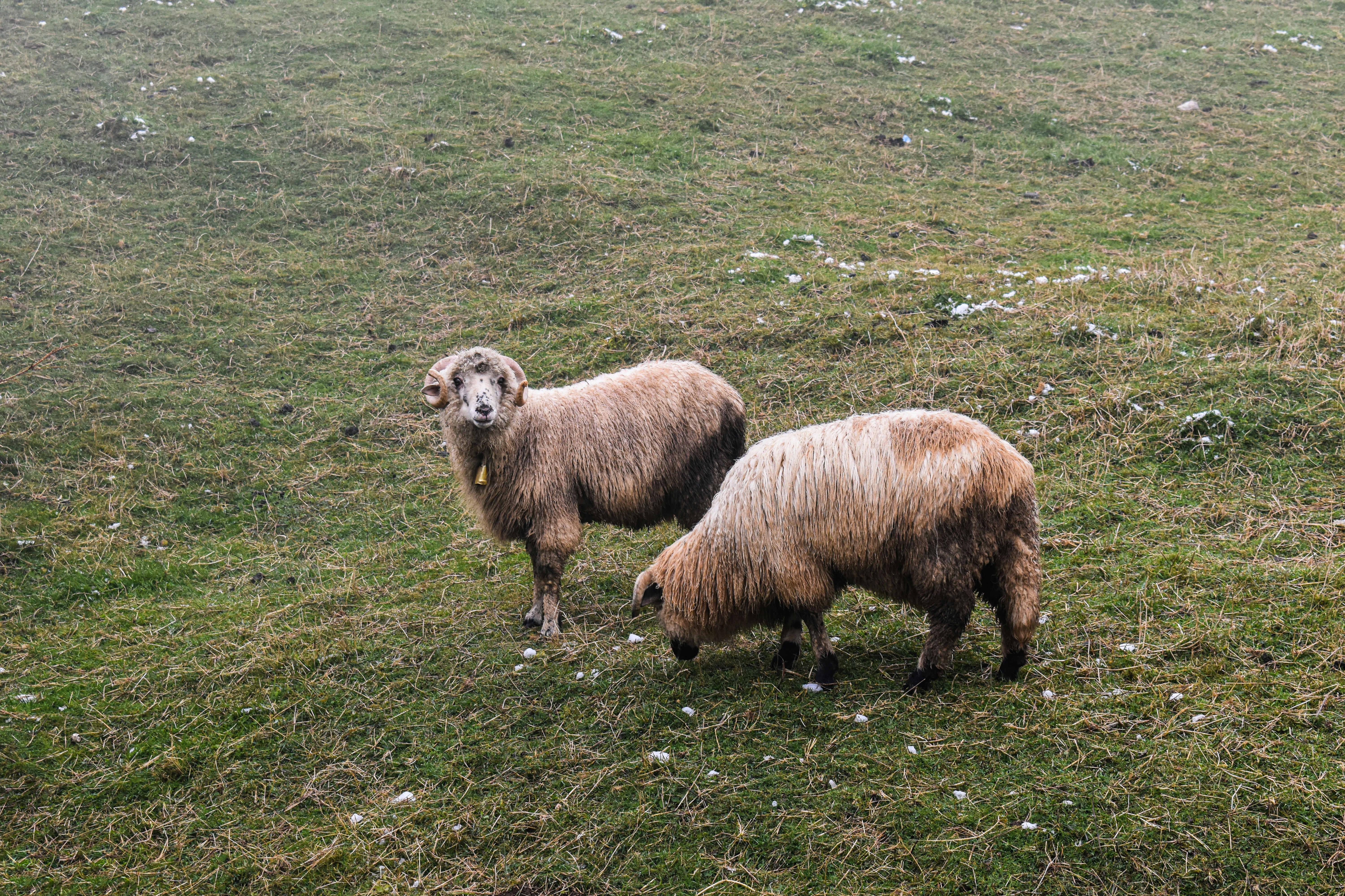 Grazing Duo on a Wind-Worn Meadow