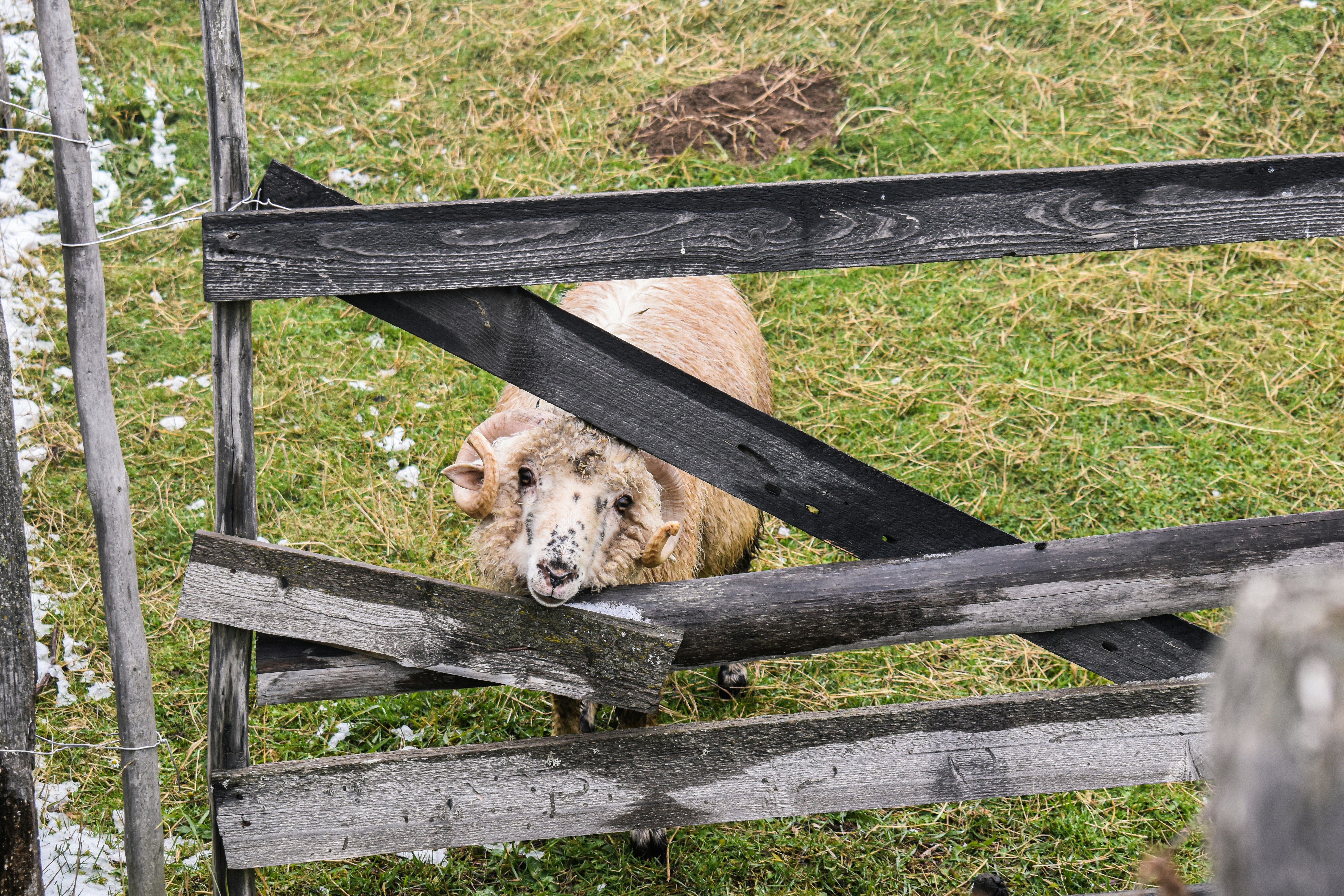 A sheep sticking its head out of the fence to say hello