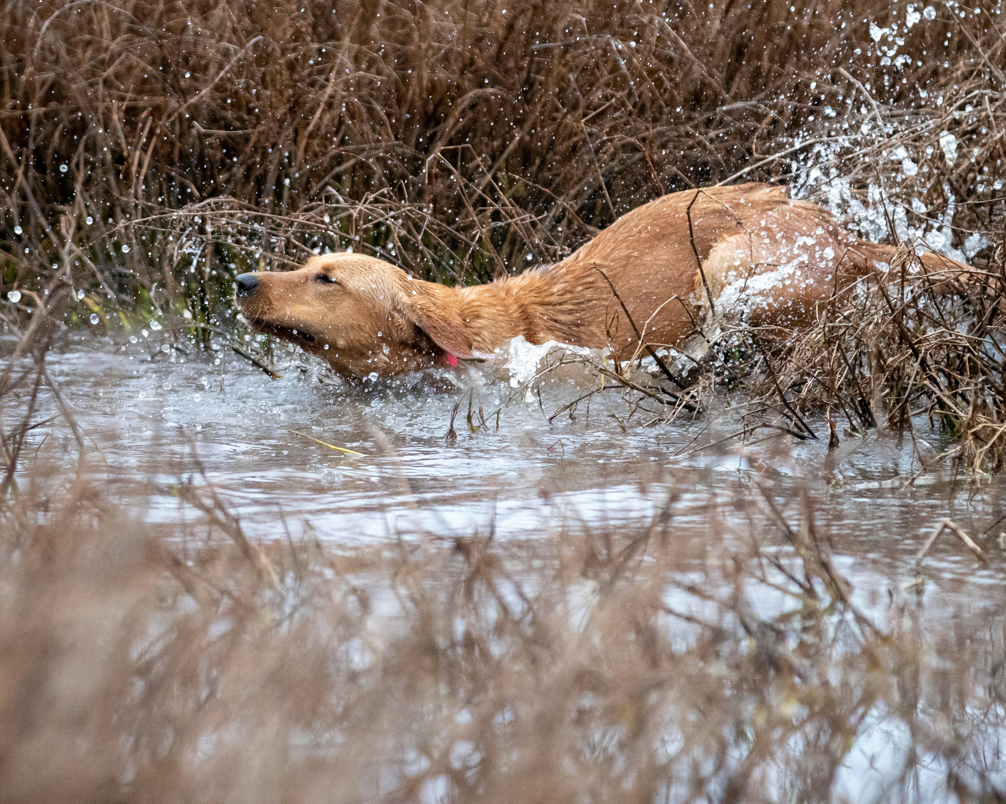 Golden Retriever's Marsh Dash: Mud, Water, and Reeds in Motion