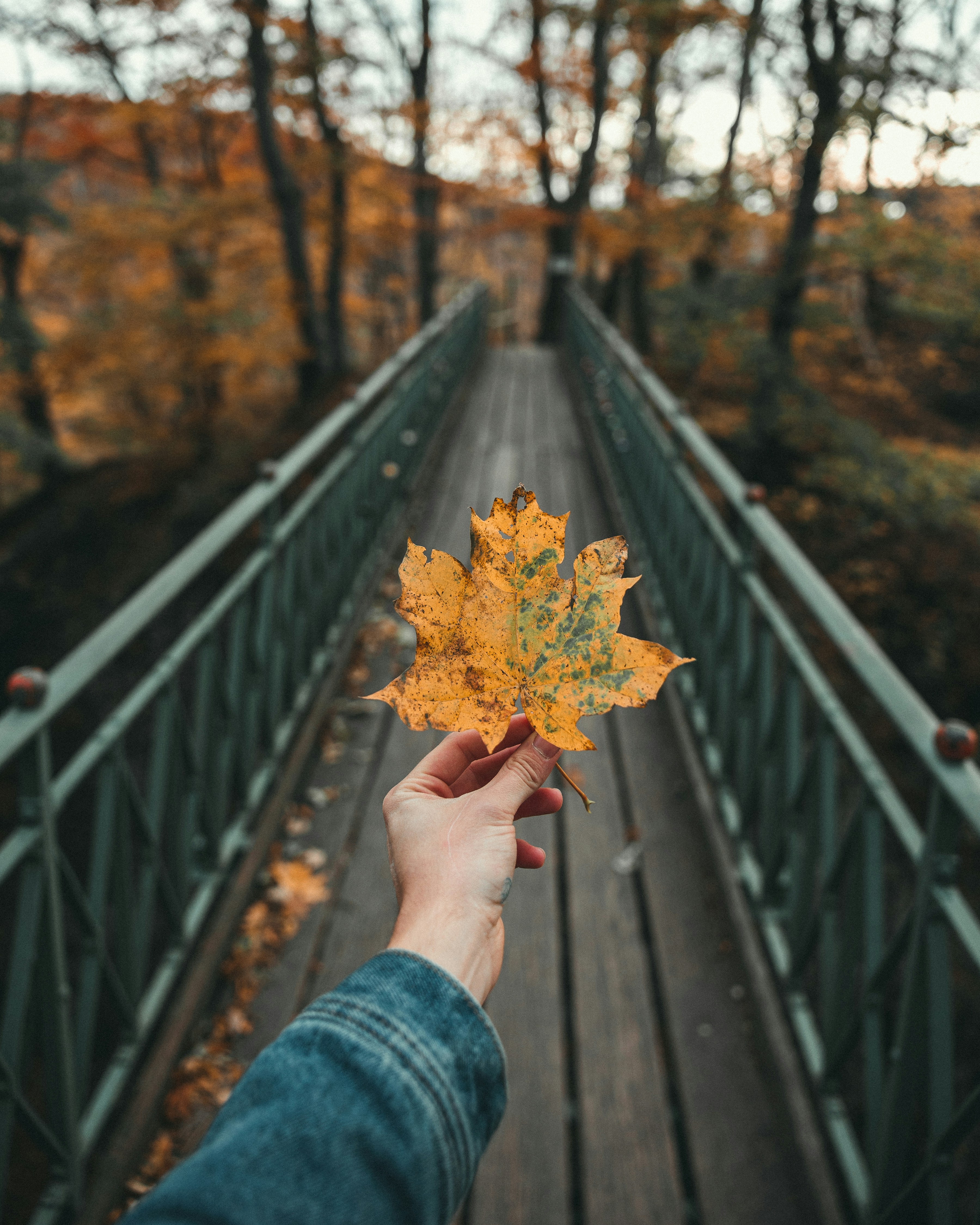 Hand holding a vibrant yellow maple leaf against a backdrop of an autumnal bridge surrounded by trees. The scene captures the essence of fall.