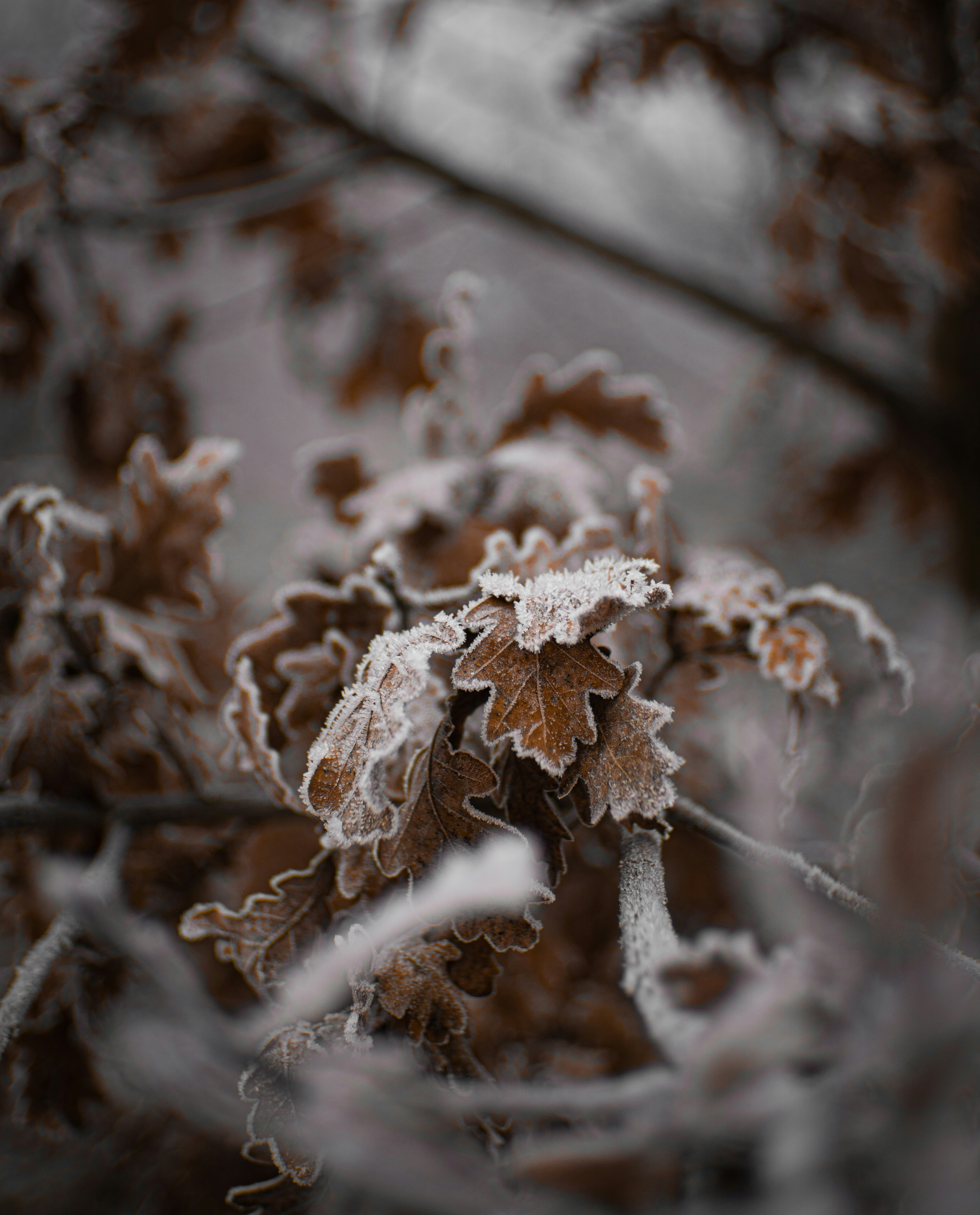 Frost-covered oak leaves cling to branches, showcasing the delicate beauty of winter's touch.