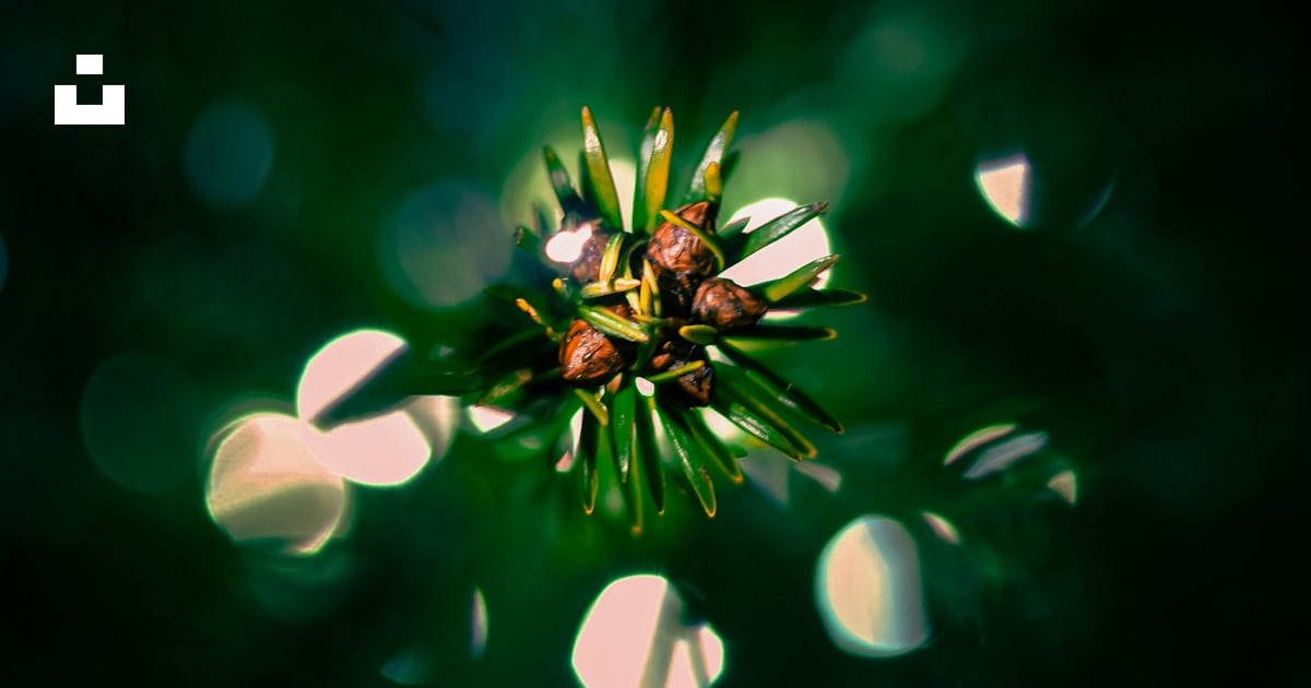 暗い背景に花の接写の写真 Unsplashの無料木写真