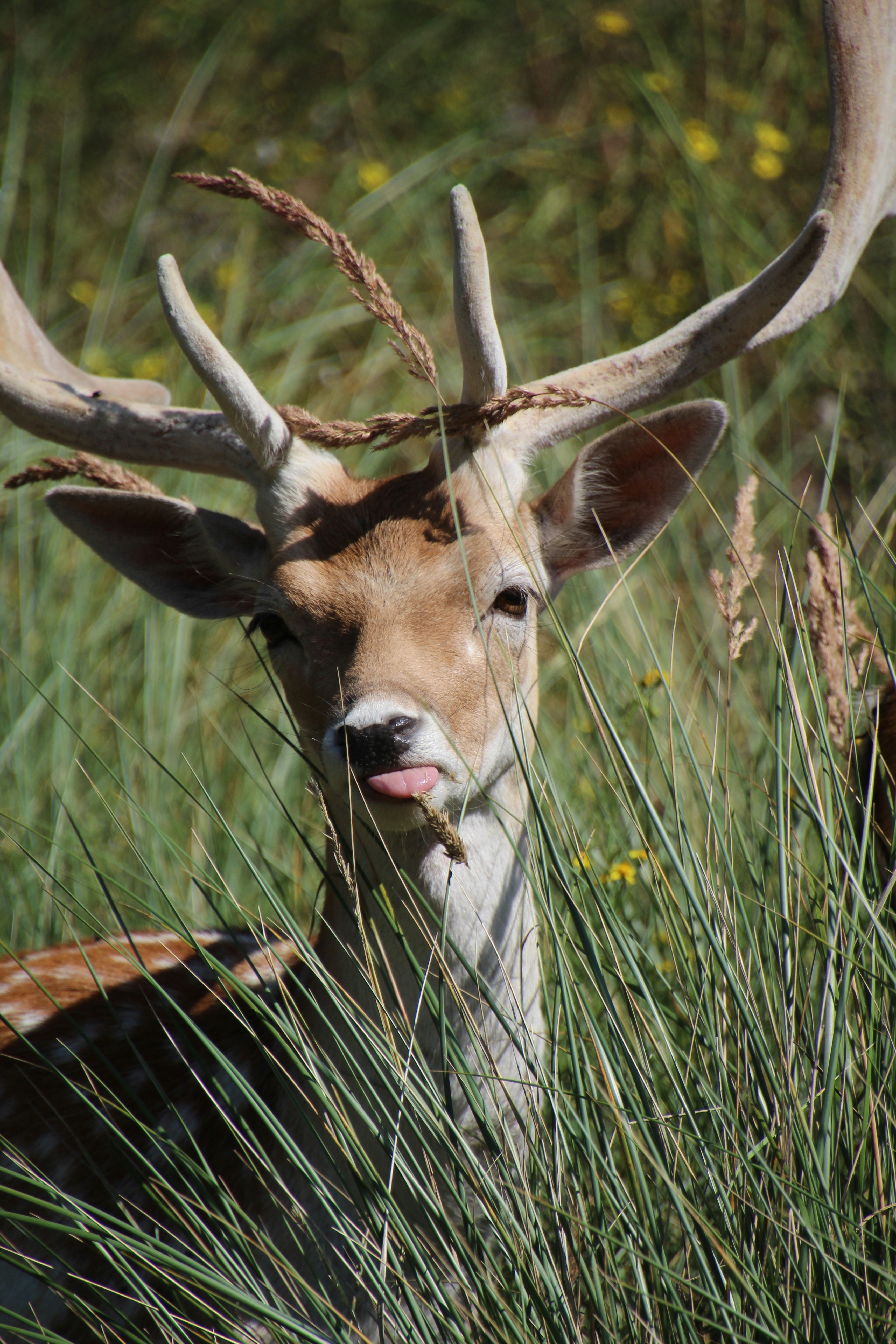 Hert Pictures | Download Free Images on Unsplash