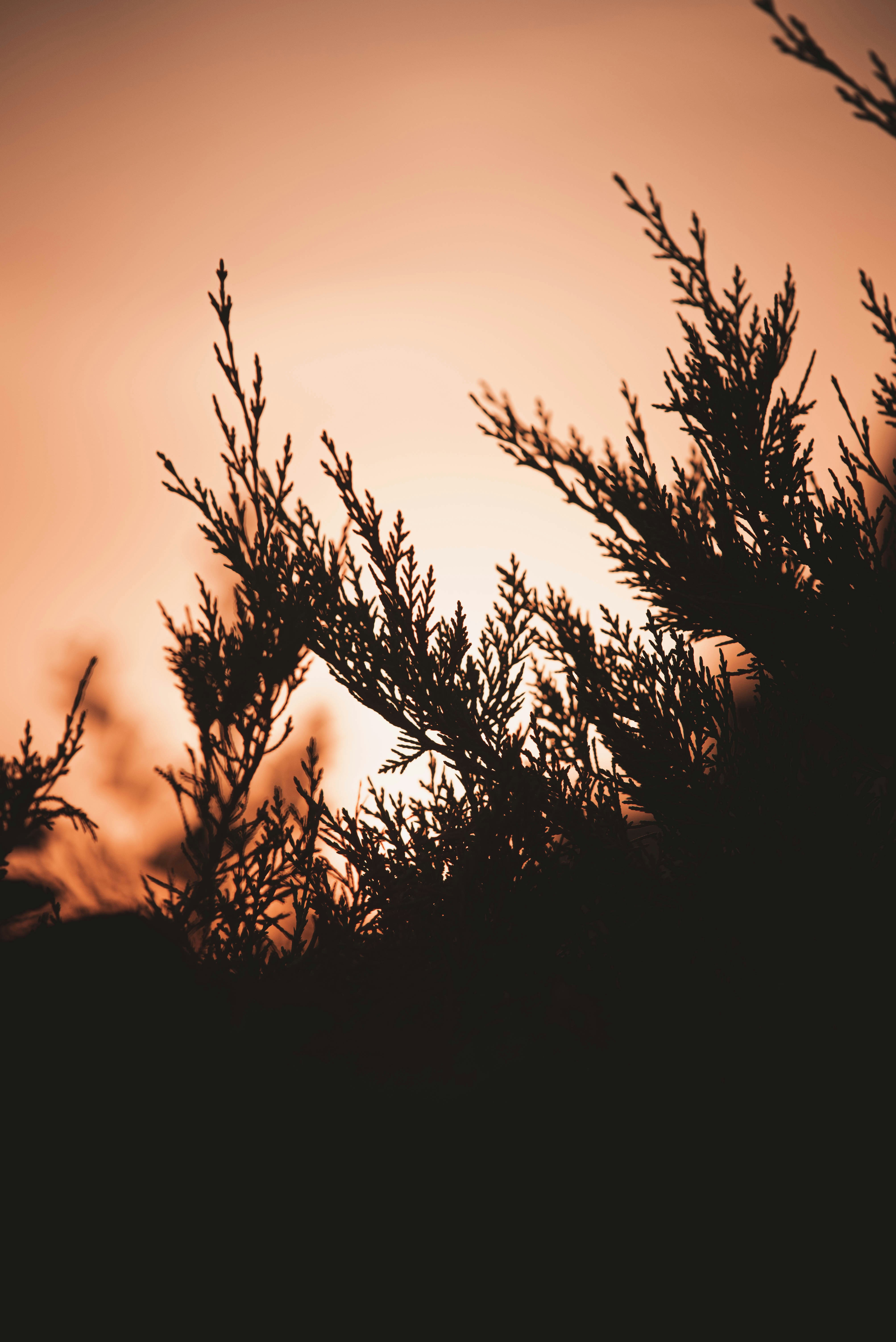 Crimson Silhouettes: Needle-branch Conifers Framing a Dusk Horizon