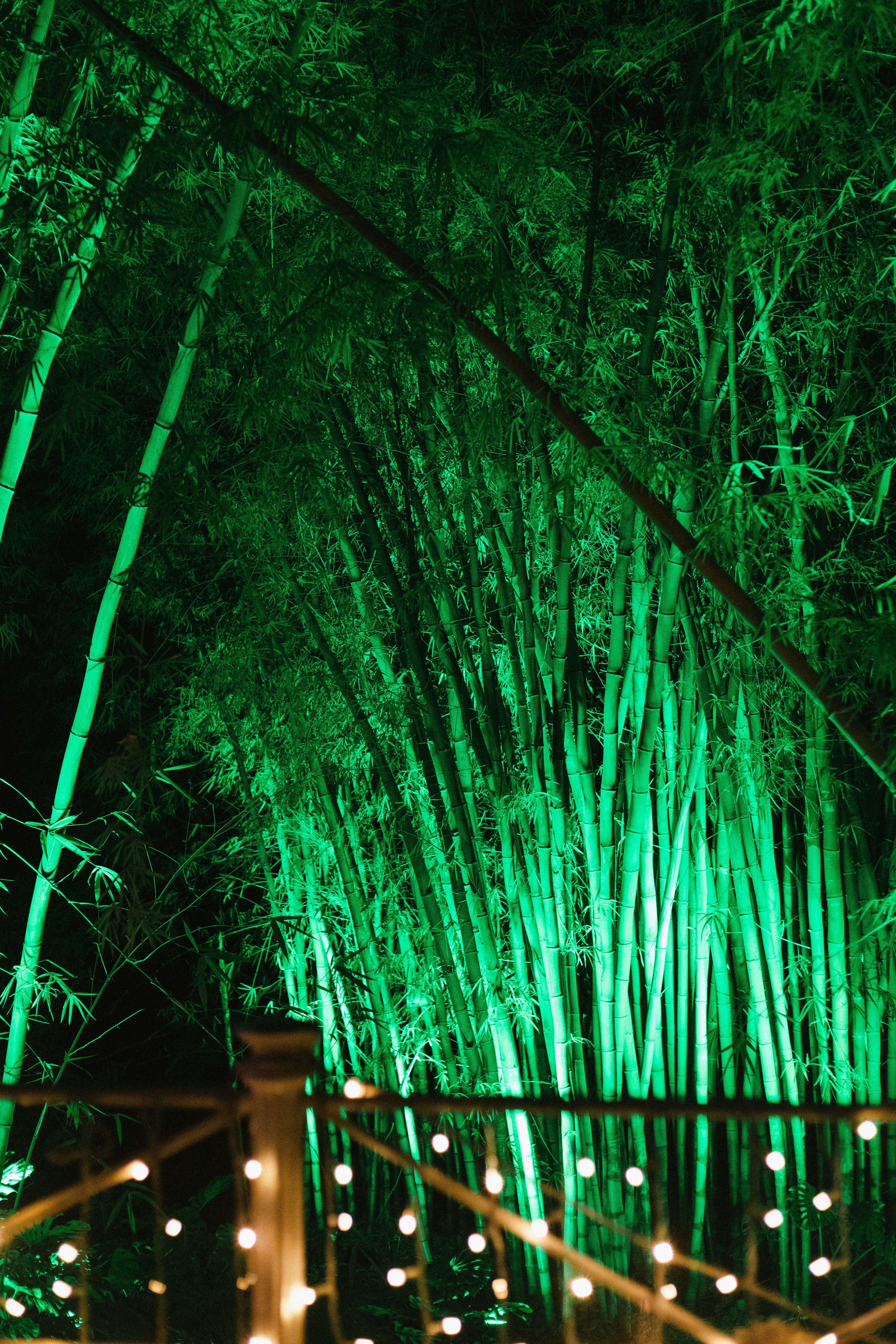 a bamboo forest is lit up with green lights