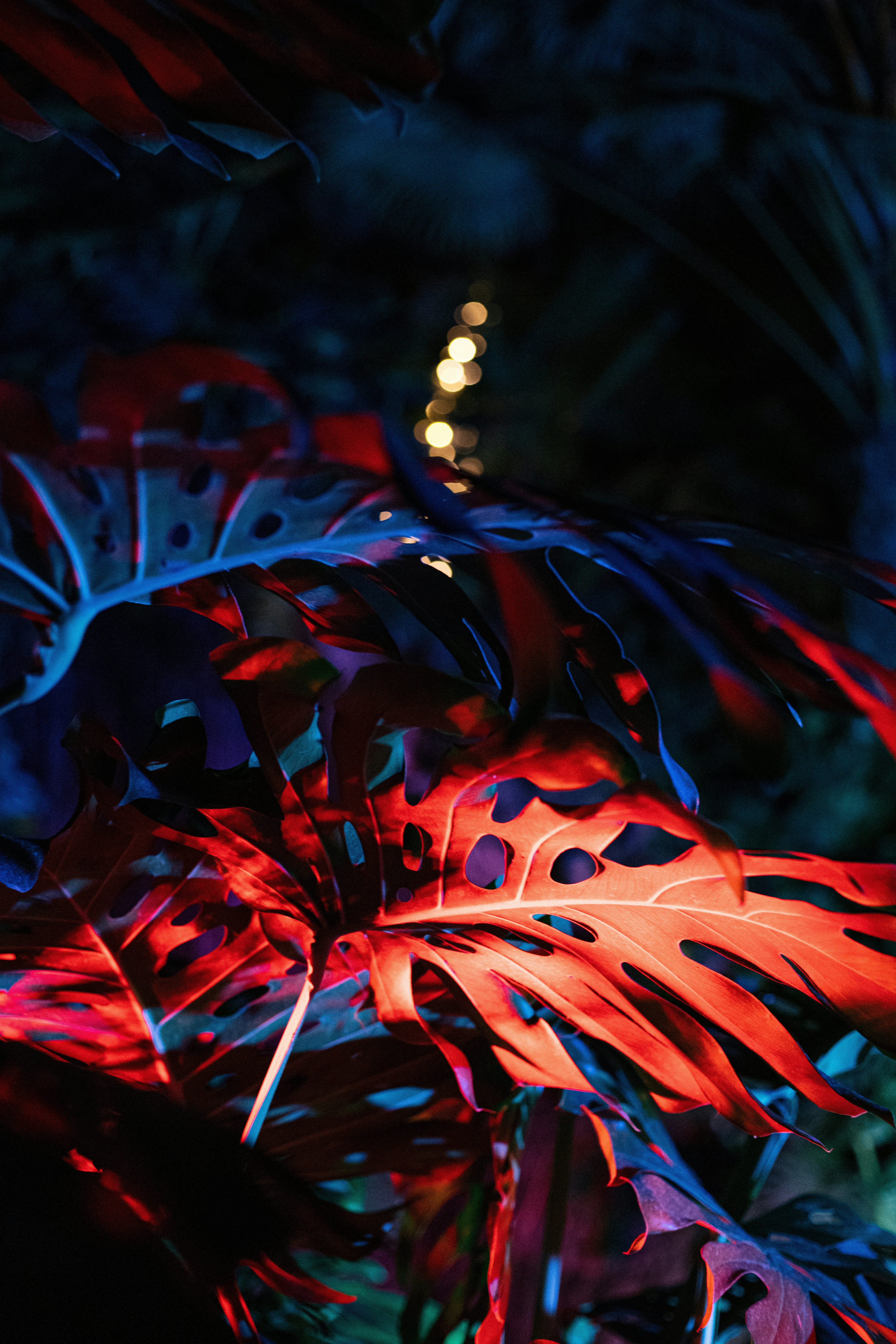 Gros plan d’une plante rouge et bleue photo – Photo Paysage naturel ...