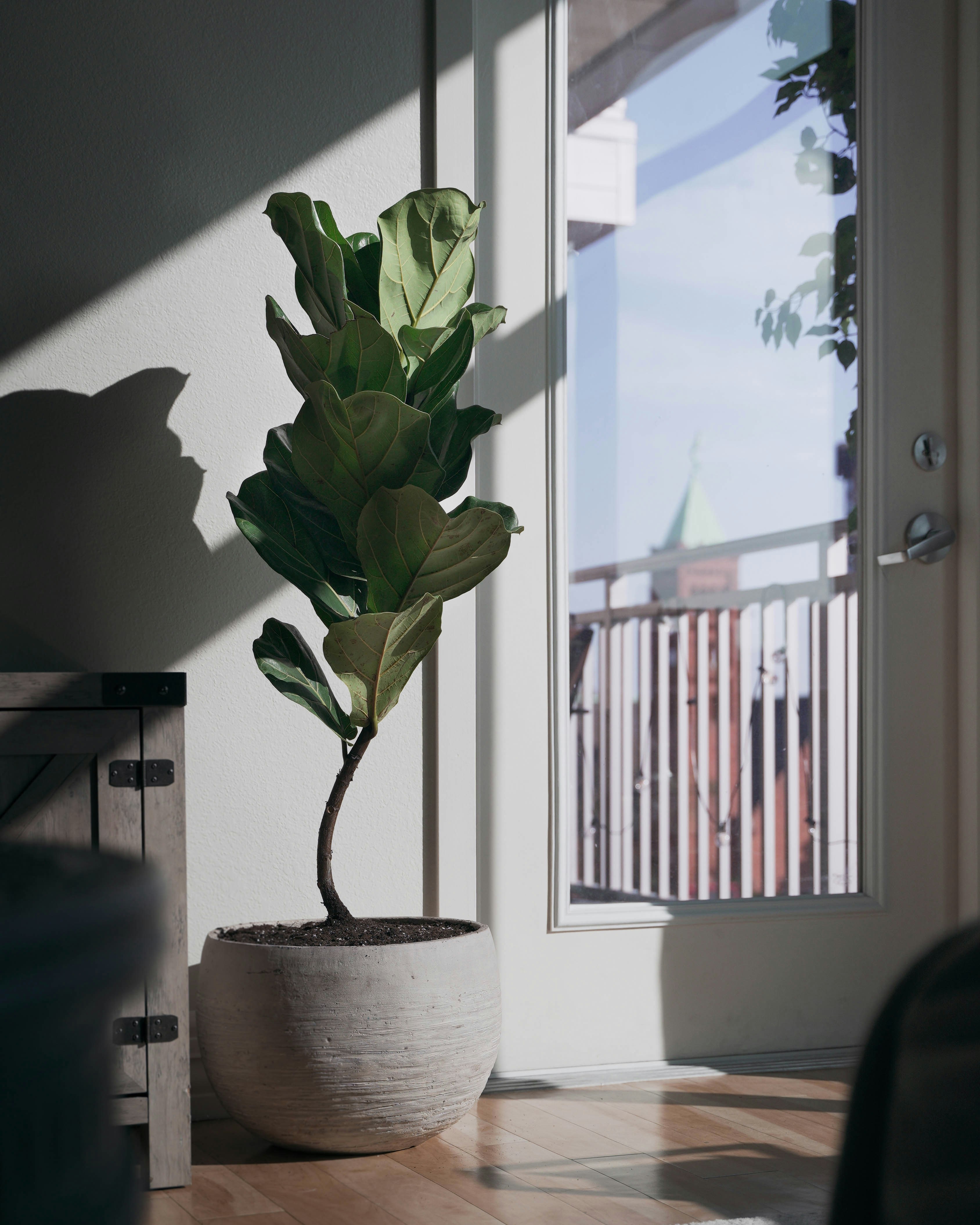 Fiddle leaf fig plant casting shadows beside a glass door leading to a balcony, with soft sunlight illuminating the scene.