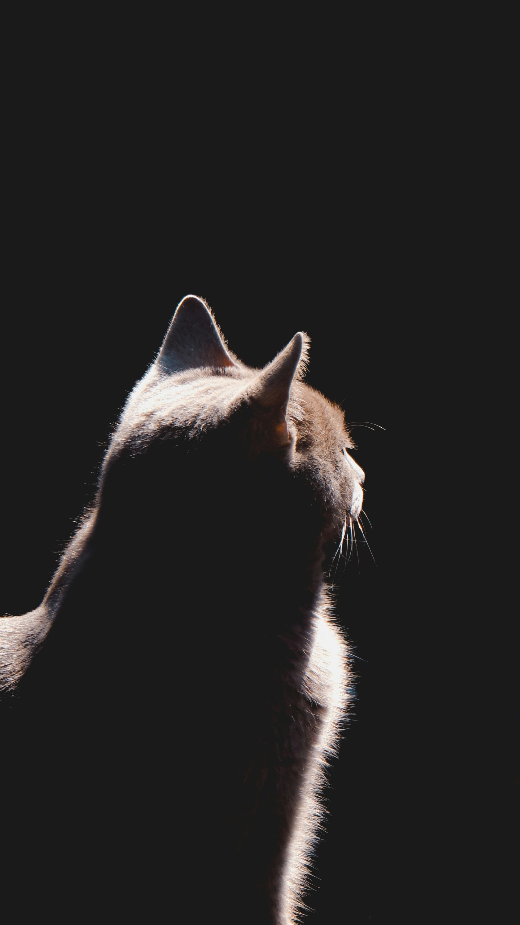 Backlit cat silhouette against a dark backdrop, highlighting rim lighting along the ears and neck.