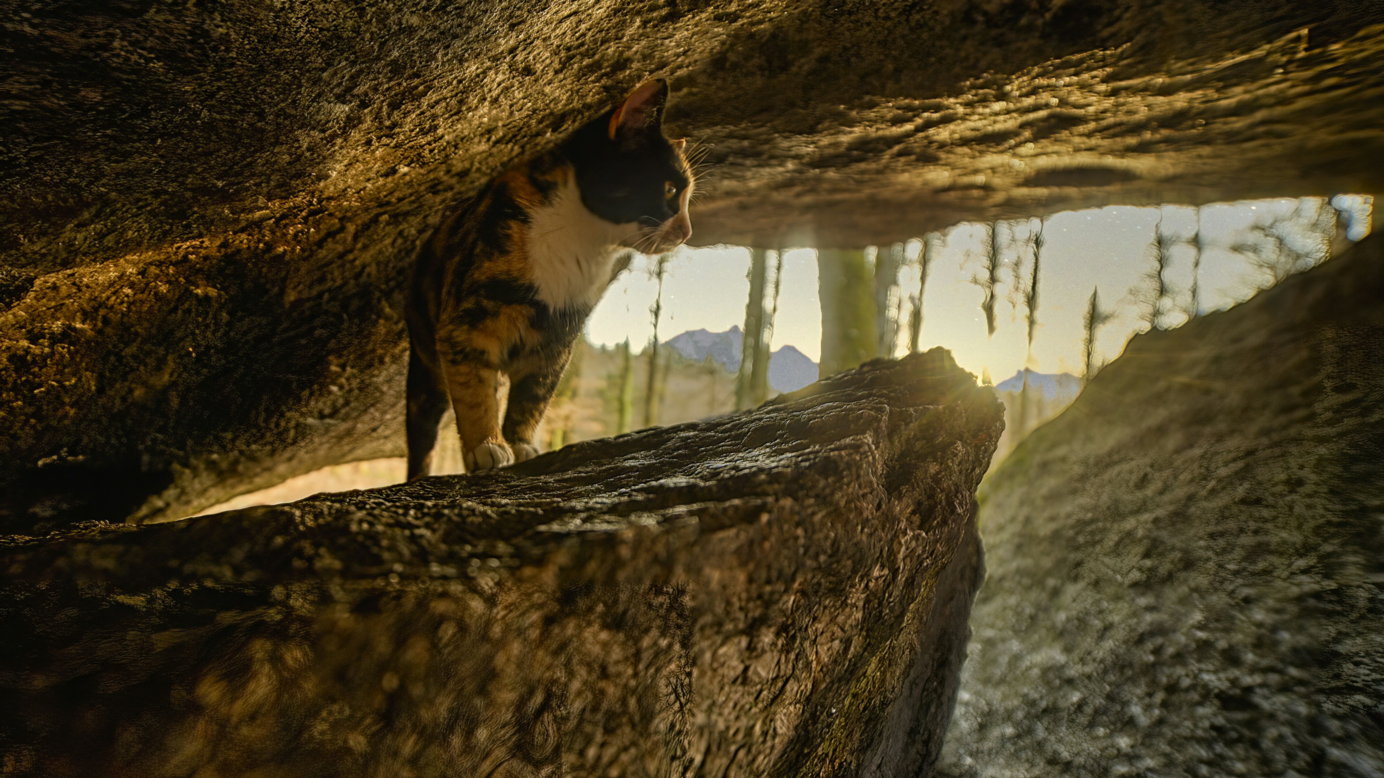 Feline Explorer at Sunset Vista
