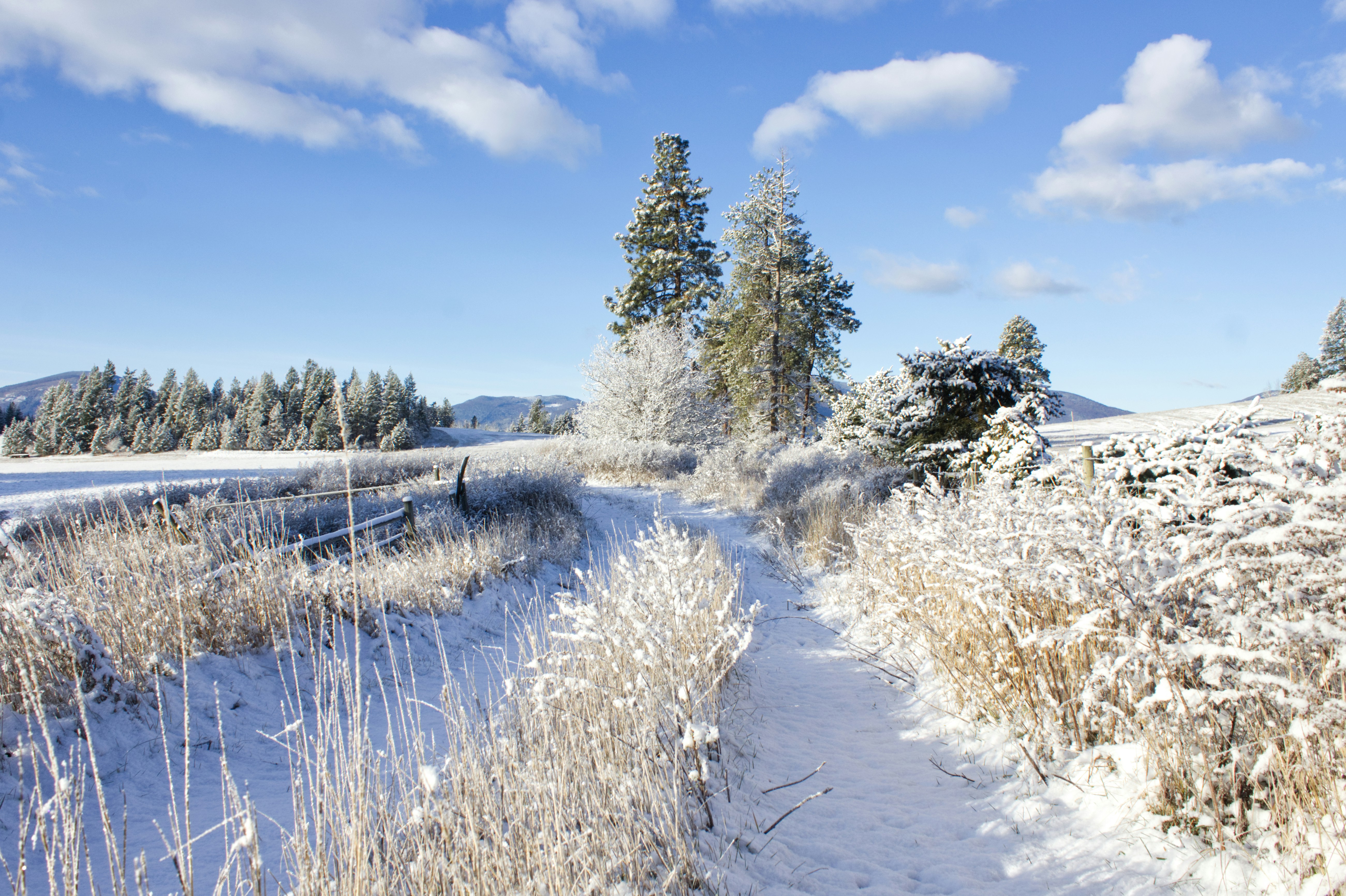 A snow covered path in a snowy field photo – Free British columbia ...