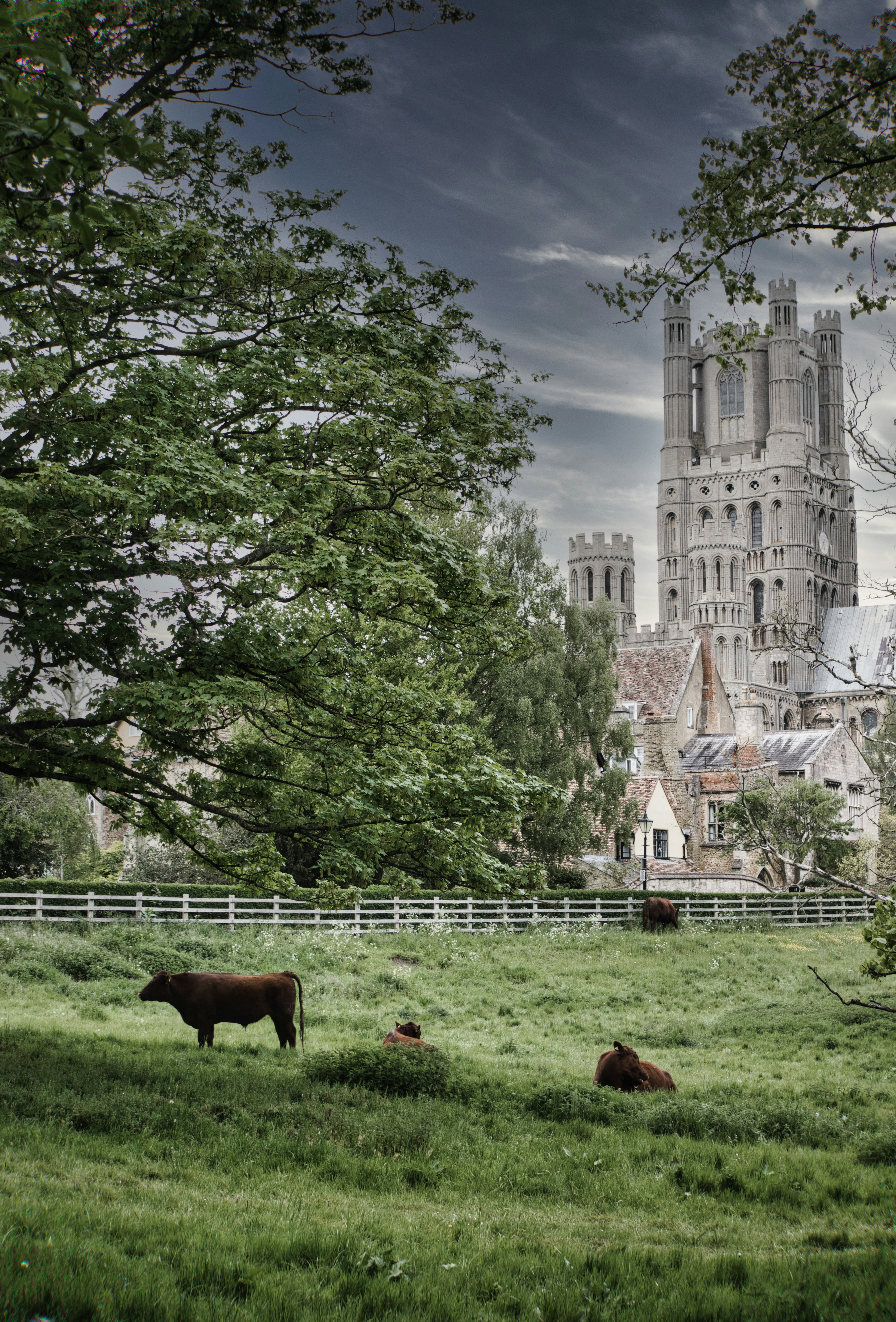 A historic cathedral rises above a lush green meadow dotted with grazing cows, framed by leafy trees and a tranquil sky.