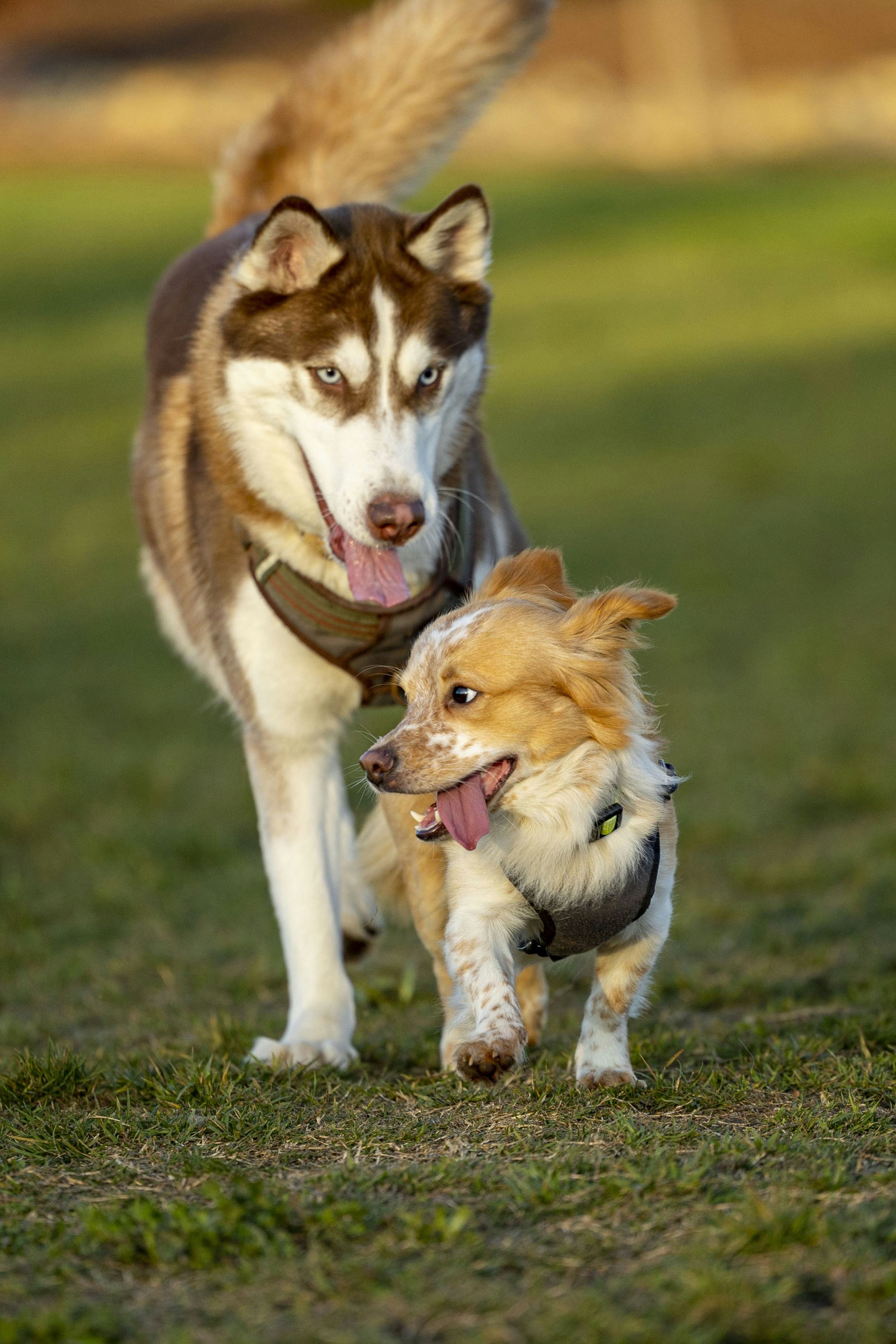 A couple of dogs running across a lush green field photo – Free Dog ...