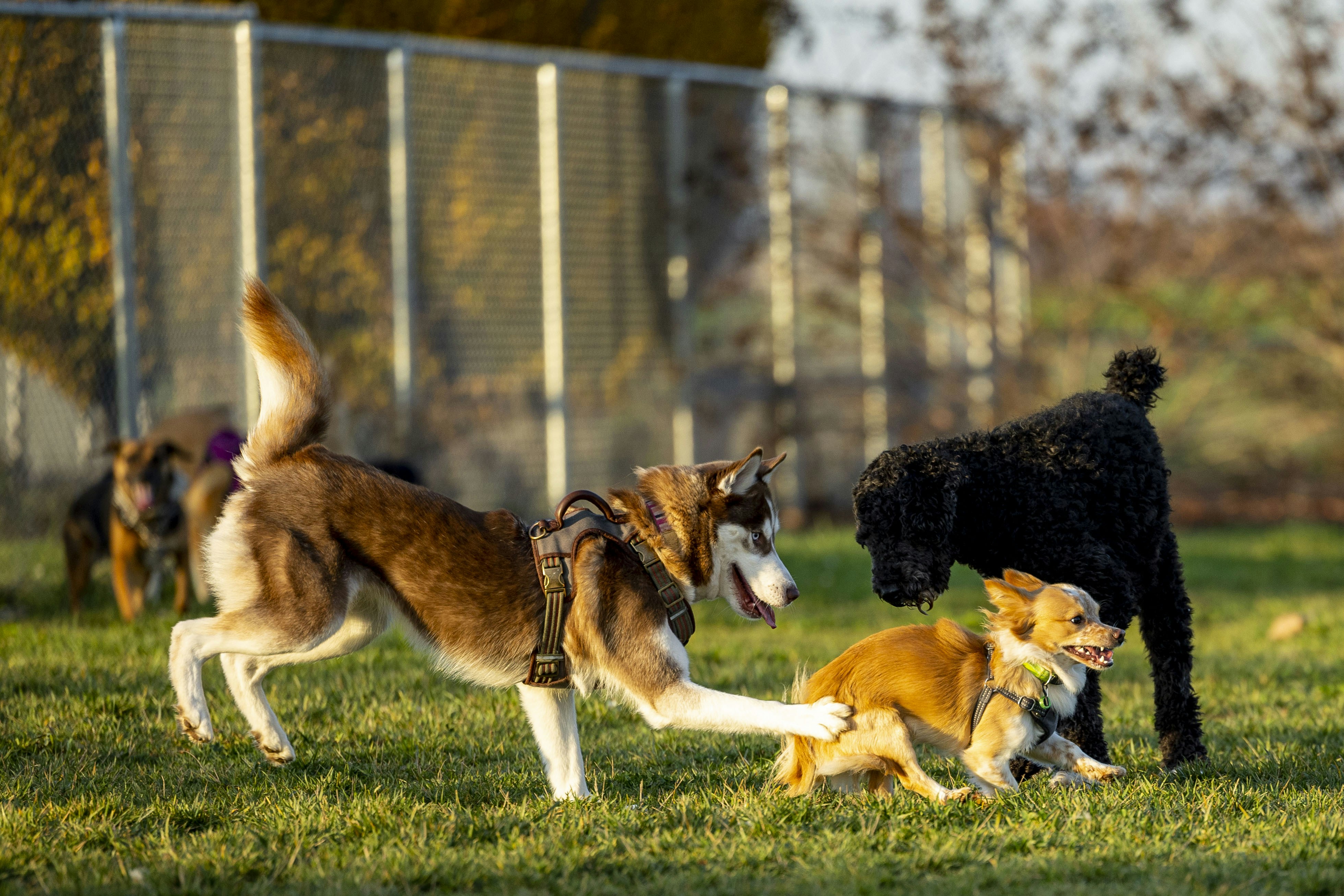 Group Of Dogs Playing