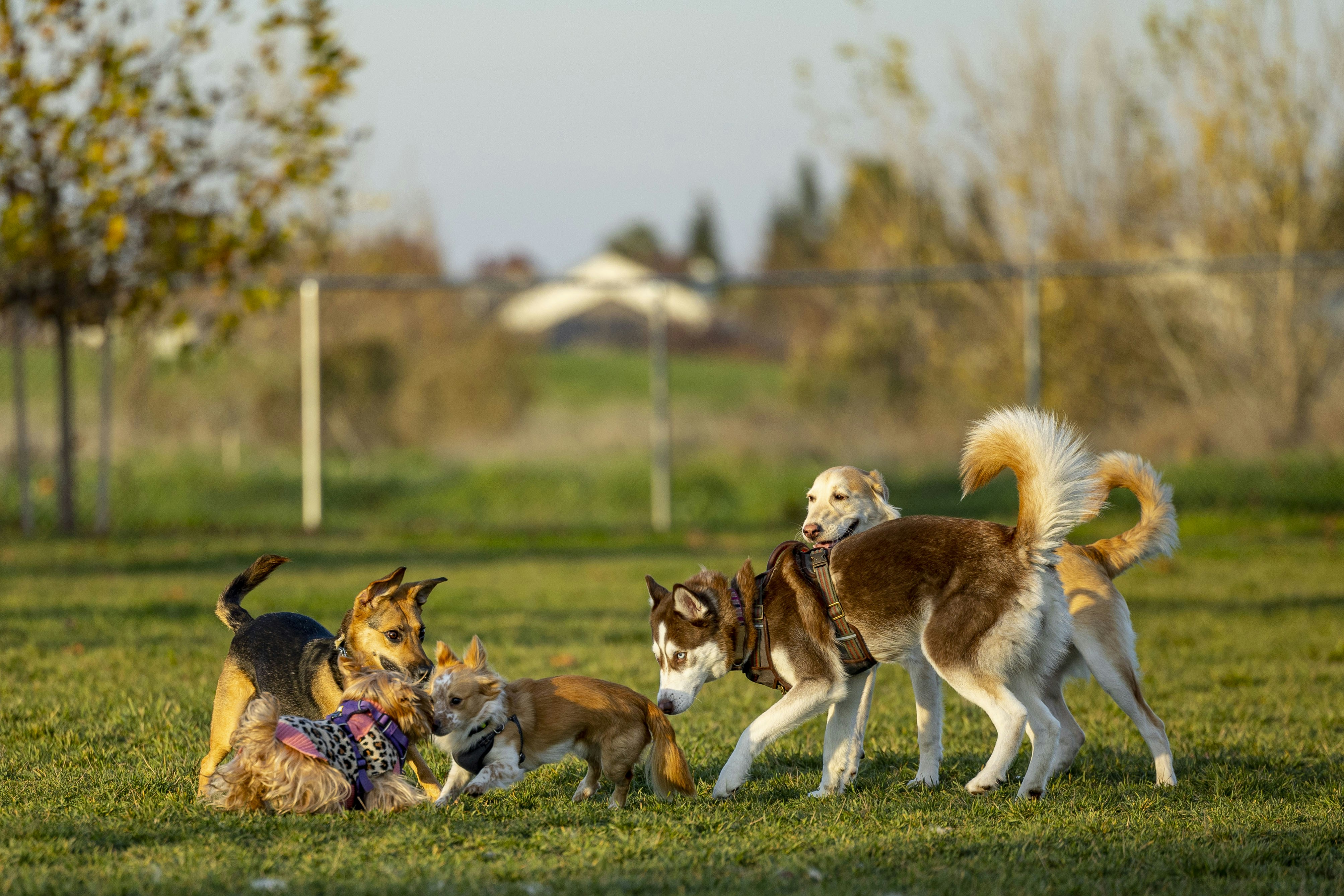 A group of dogs playing with each other in a field photo – Free Dog ...