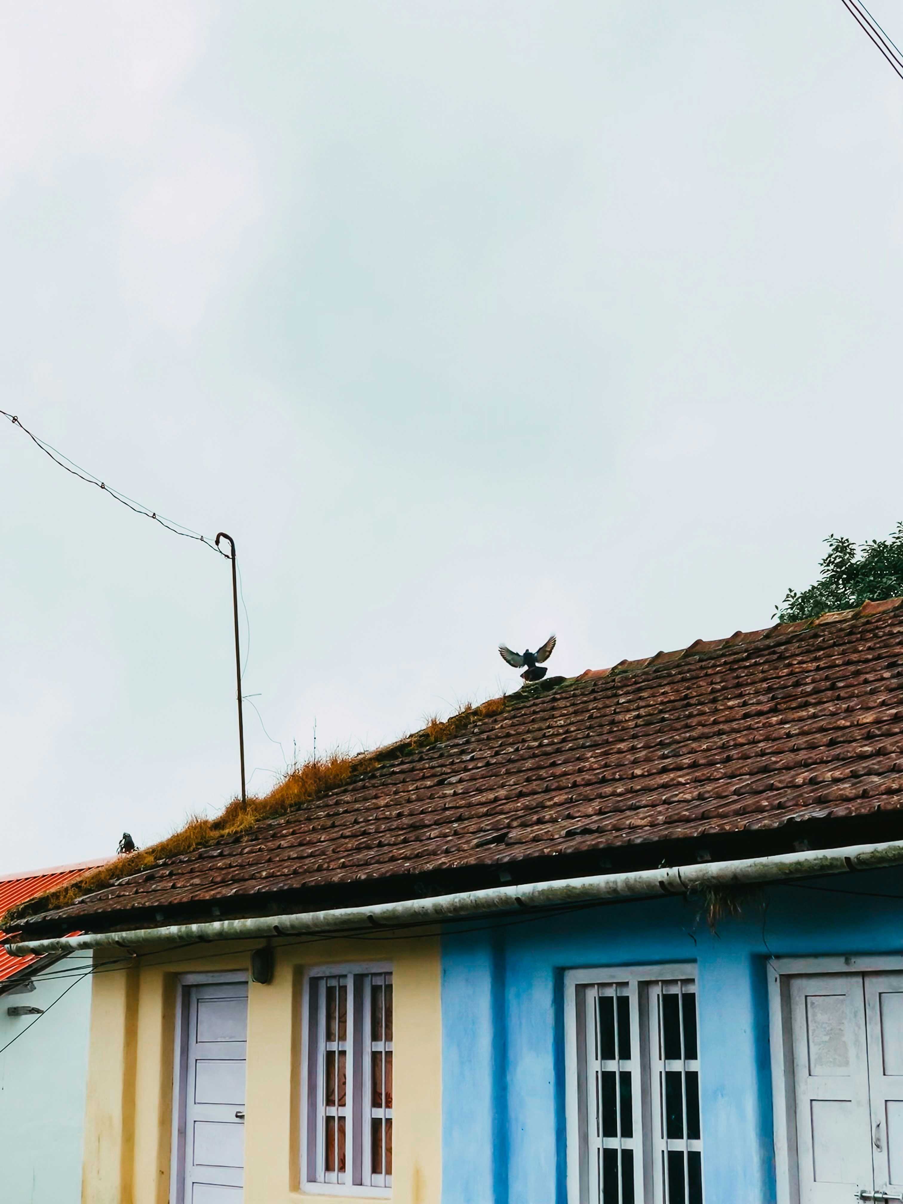 Colorful Rooftop Vista with a Distant Dove