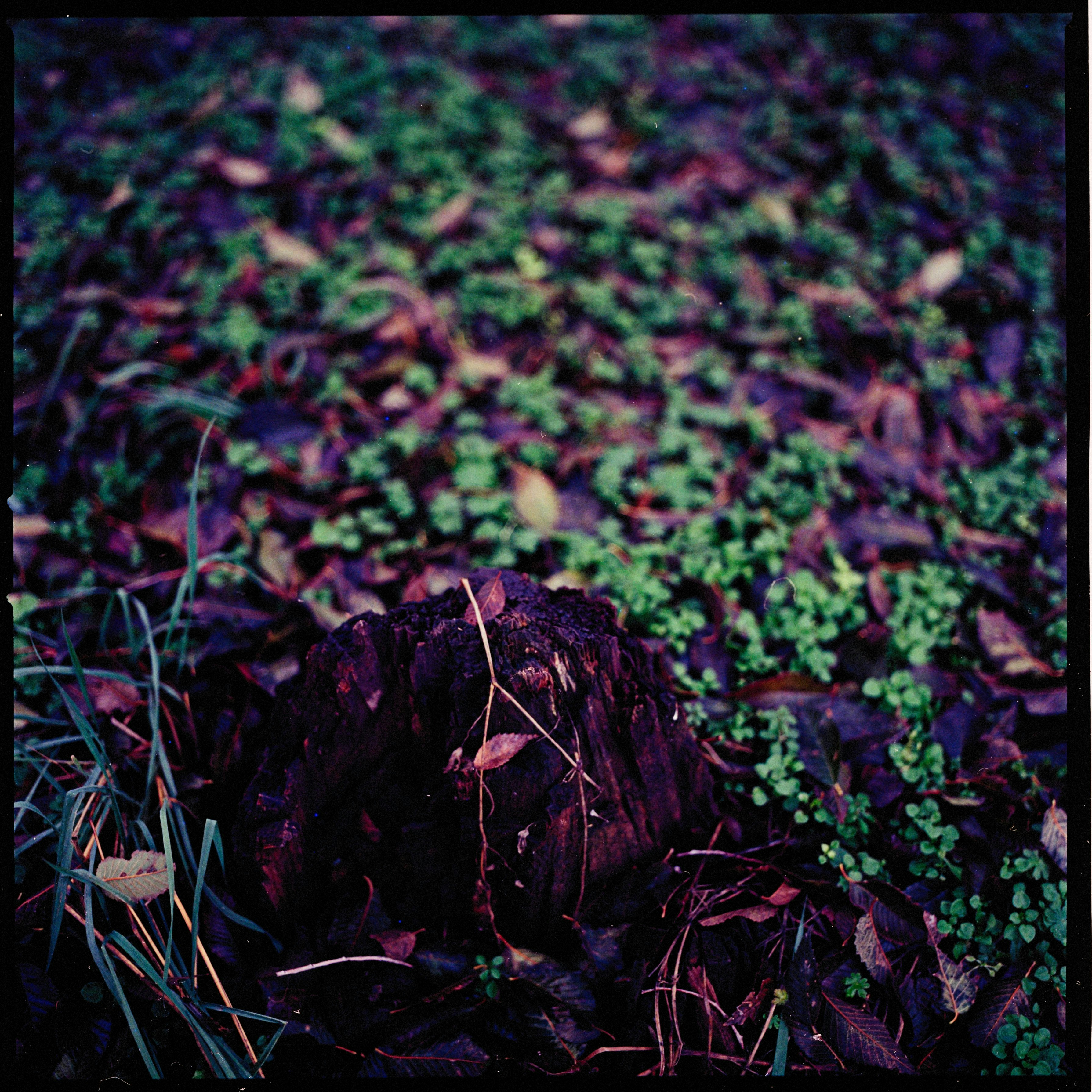 Forest Floor Portrait: Moss, Stems, and a Timeworn Stump