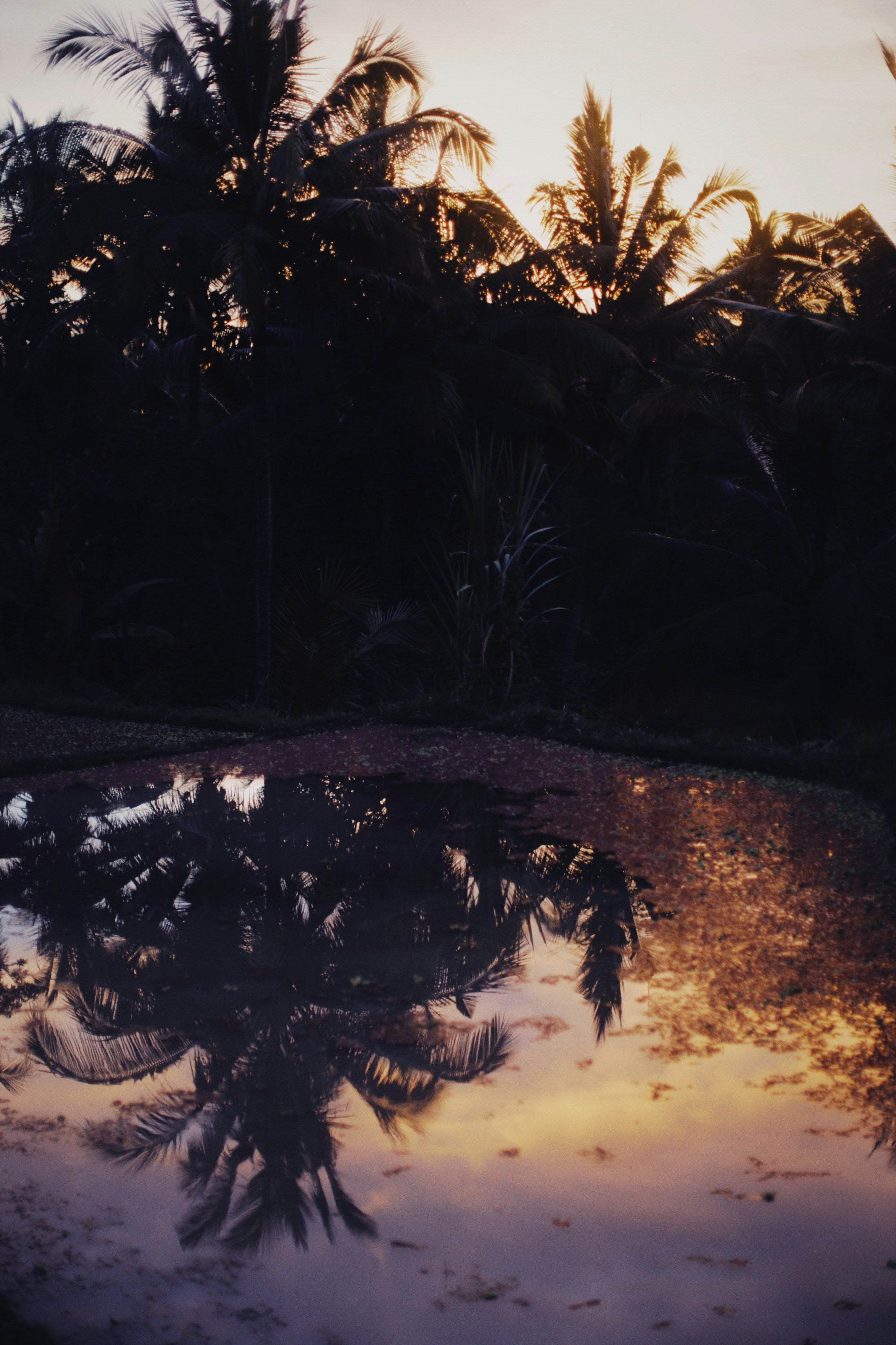 Sunset Silhouettes: Palms, Sky, and a Quiet Lagoon Mirror