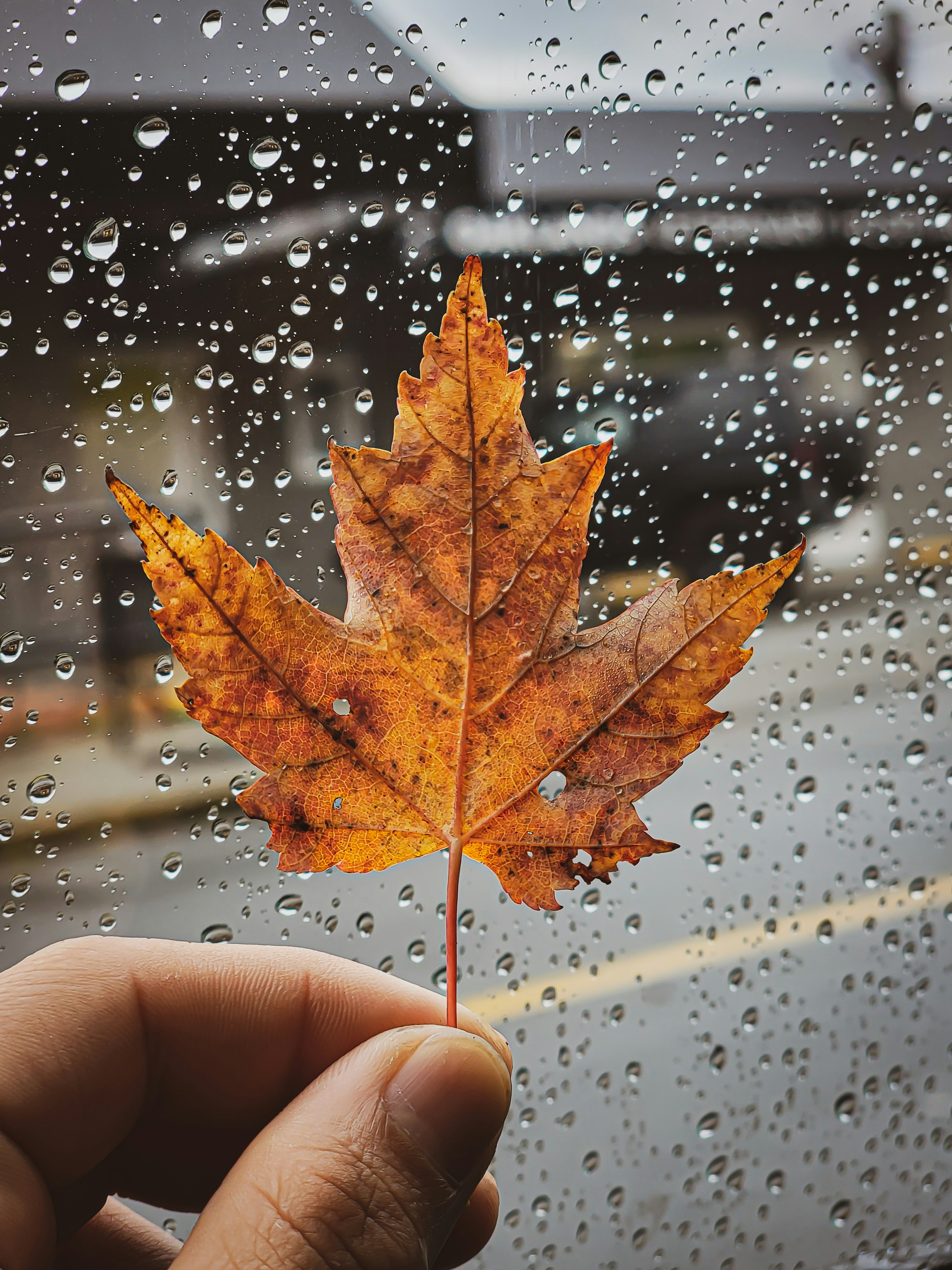 a person holding a leaf in front of a window