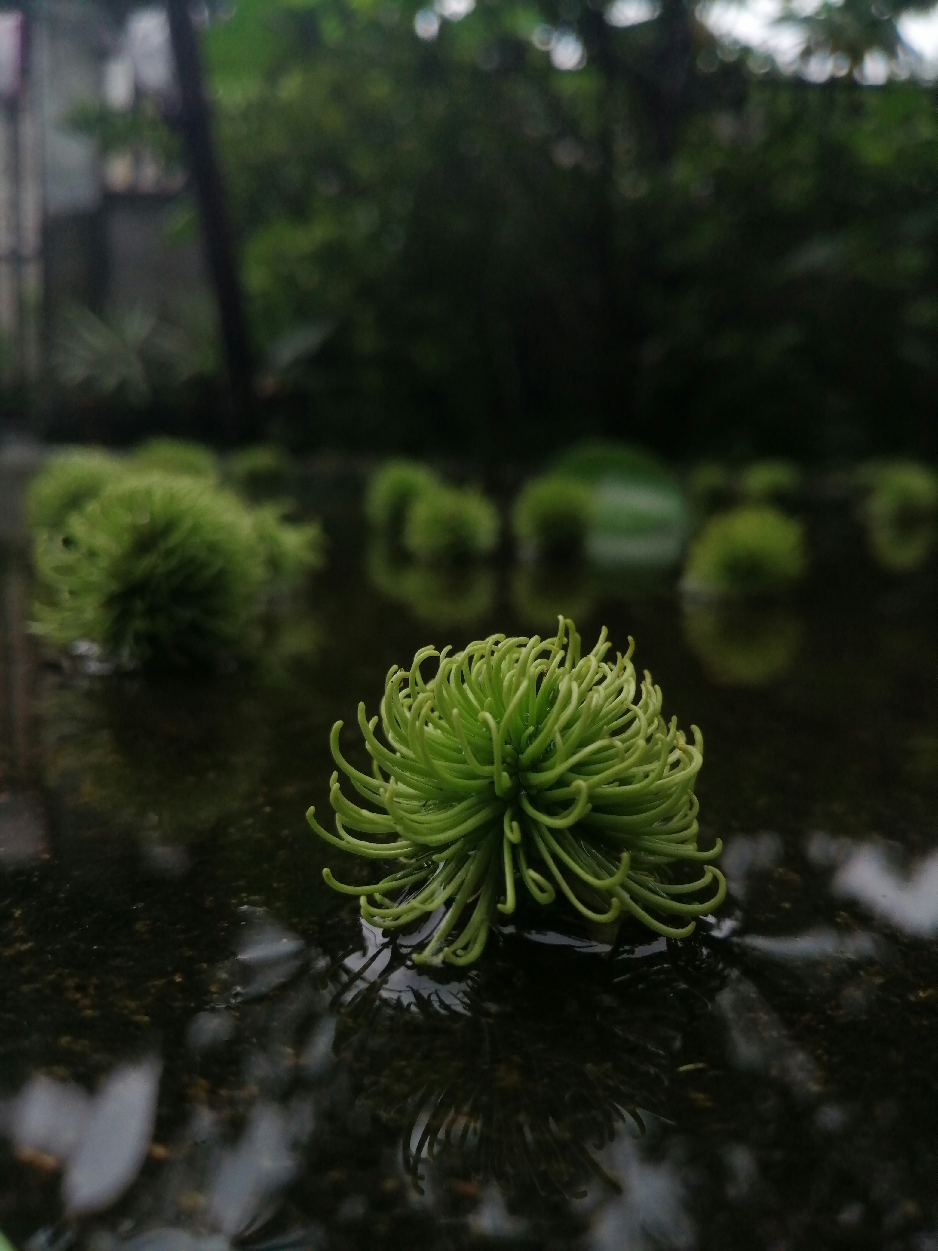 Close-up of a vivid green spider chrysanthemum resting on a reflective water surface, with blurred garden background and soft ambient light.