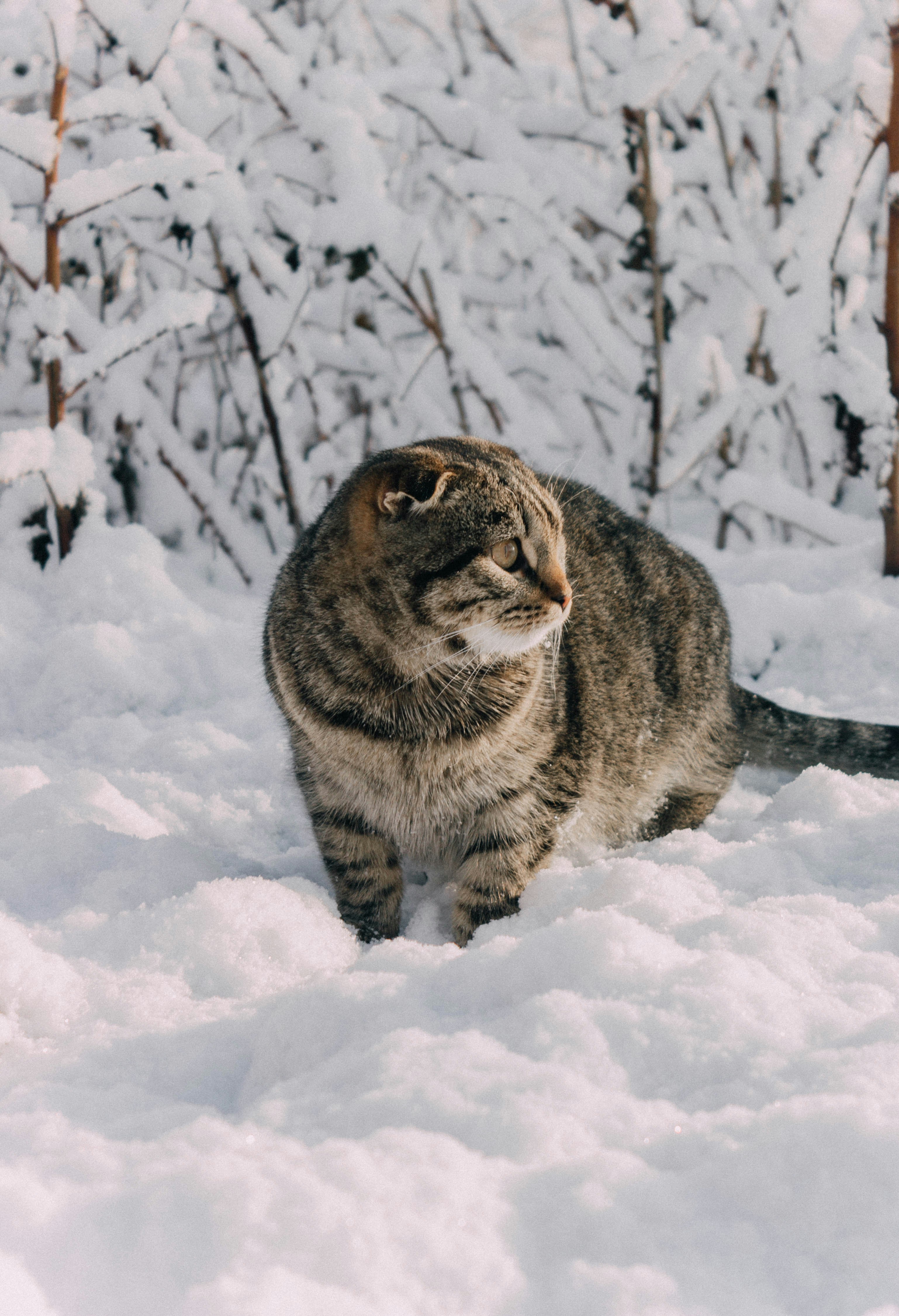 Snowbound Tabby: A Feline Stance Among Frosted Branches