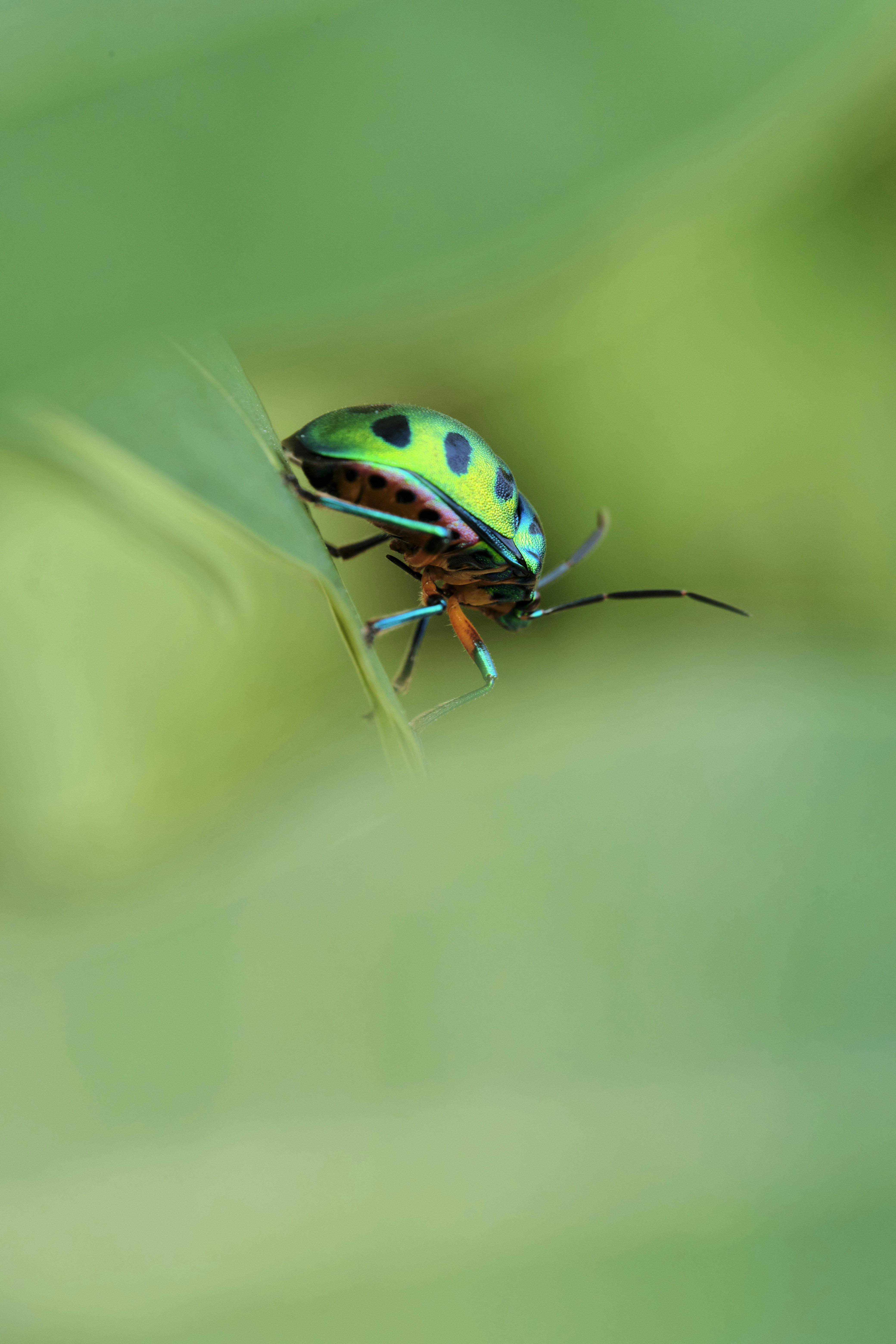 Foto Un insecto sentado encima de una hoja verde – Imagen Insecto ...