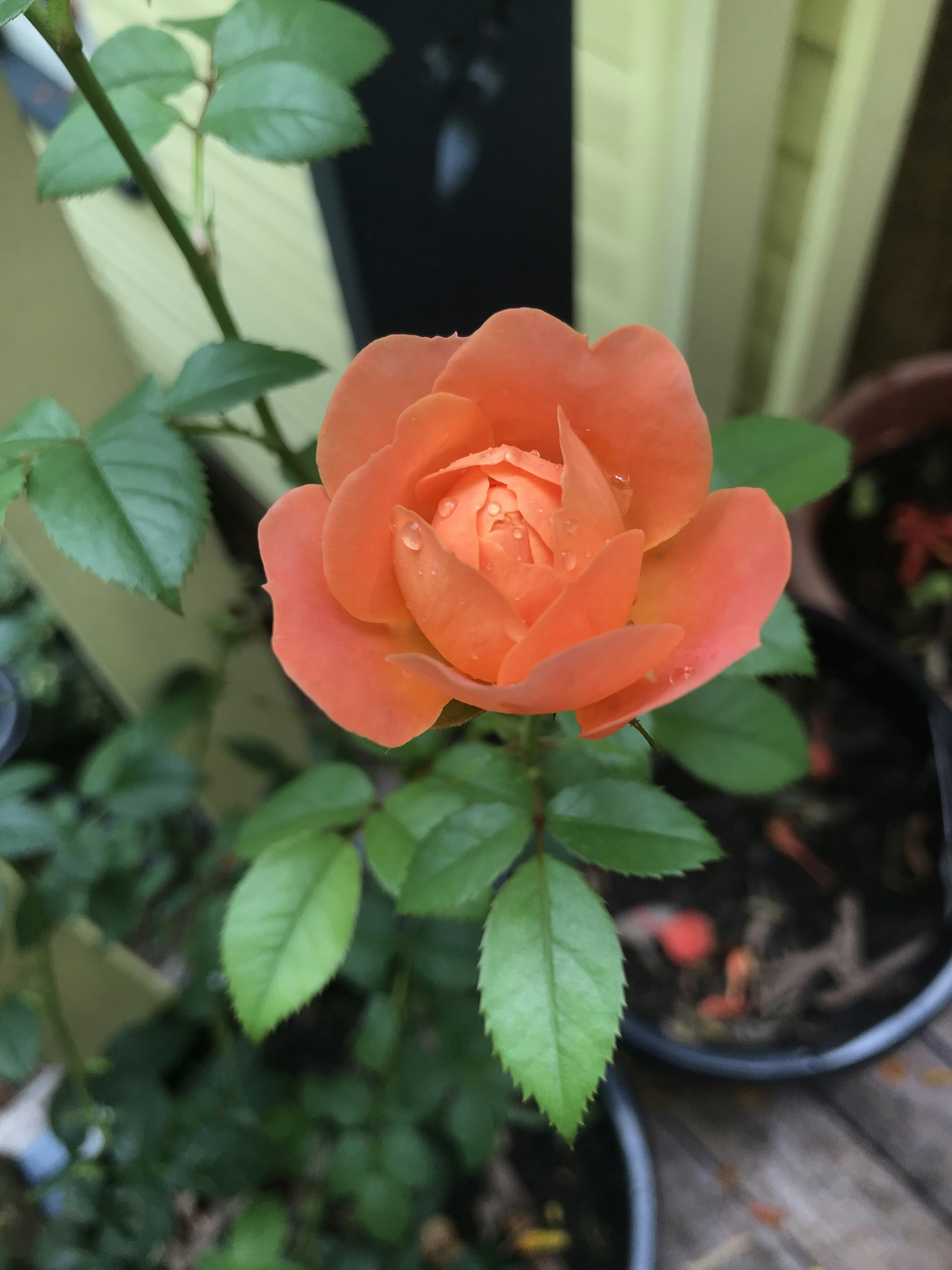 Dew-Kissed Coral Rose: Balcony Garden Close-Up