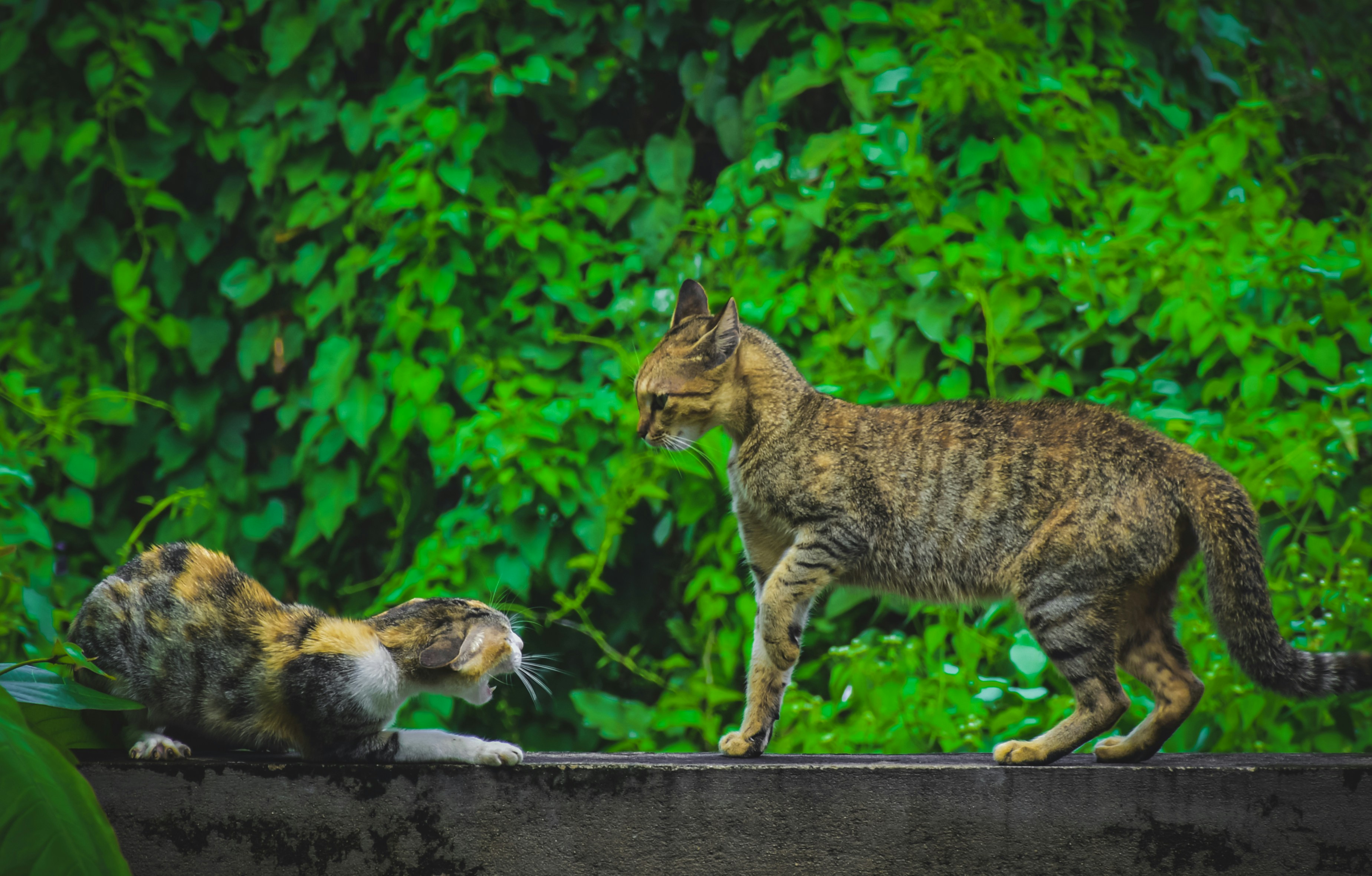 A couple of cats standing on top of a cement wall photo – Free Cat ...